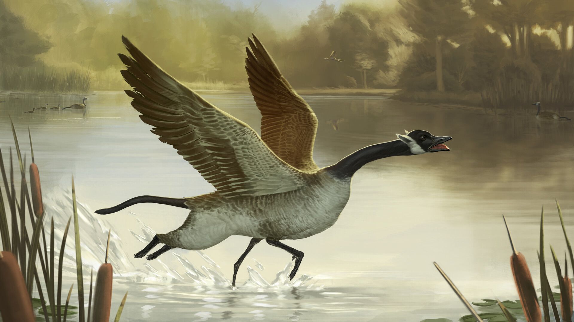 Derek-Paul Carll - Goose Griffin Illustration