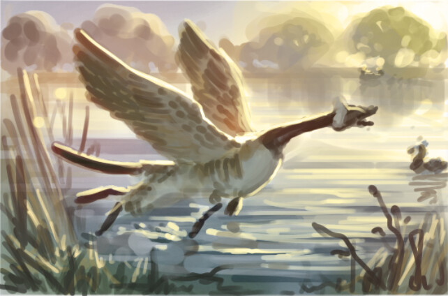 Derek-Paul Carll - Goose Griffin Illustration