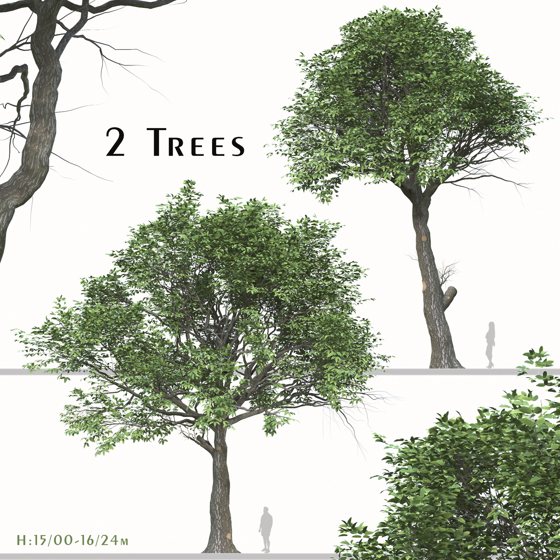 ArtStation - Set of Quercus serrata Trees ( Korean Oak ) ( 2 Trees )