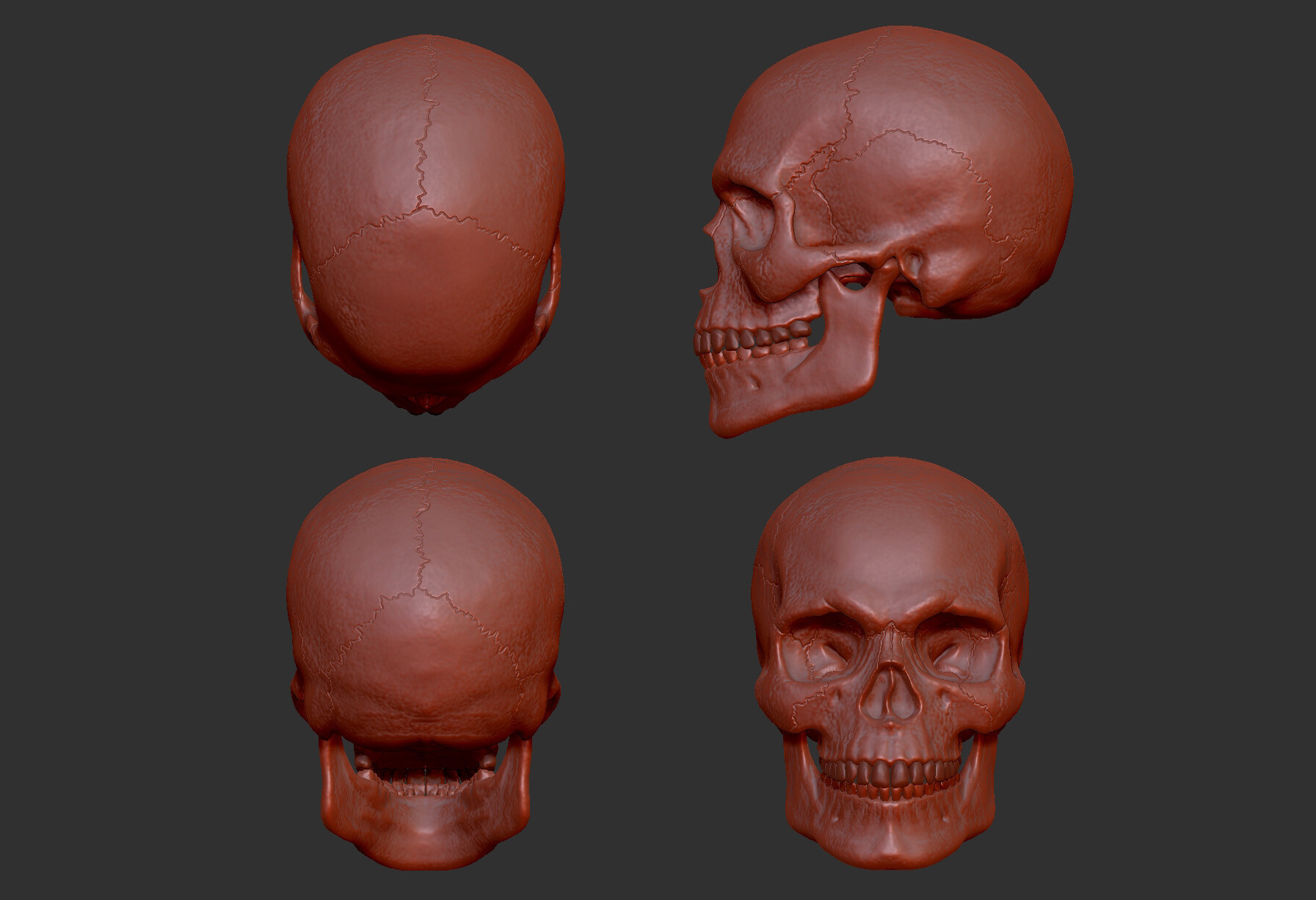 Human Skull - 3D model by Sergey Egelsky (@egelsky) [51738f6] - Sketchfab