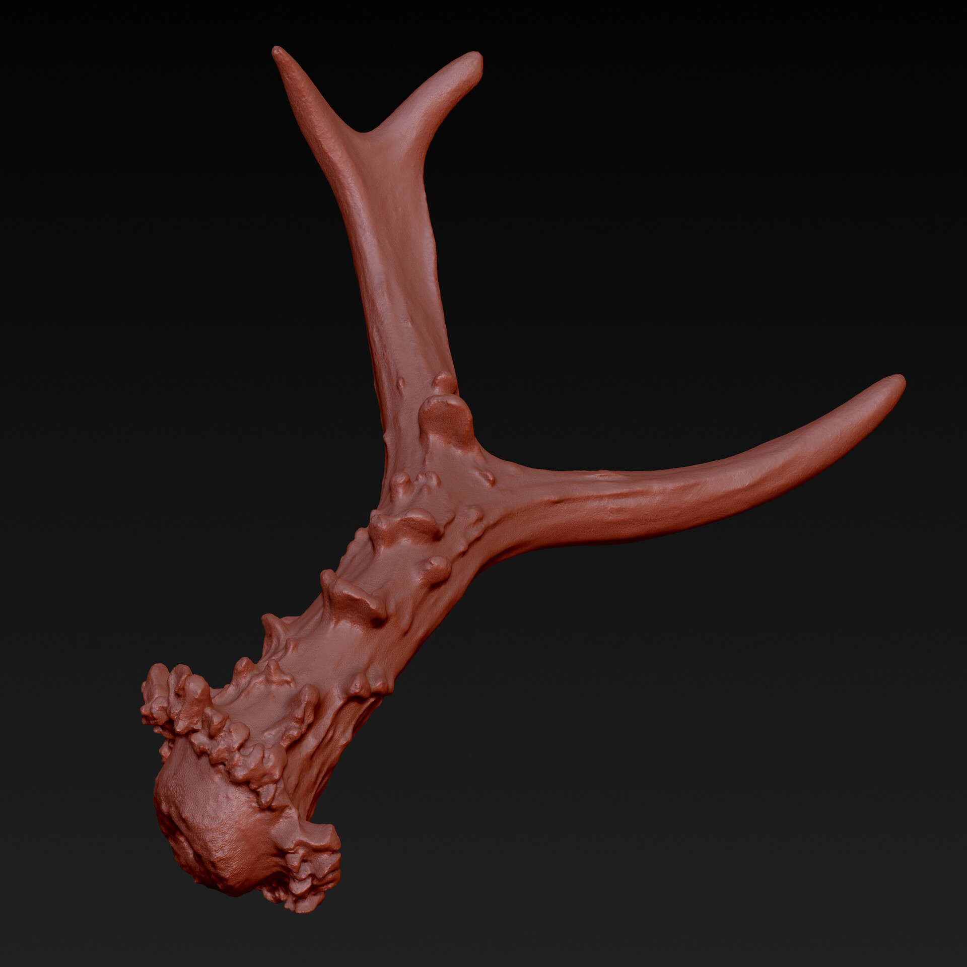 ArtStation - Roe Deer Antler 3D Scan