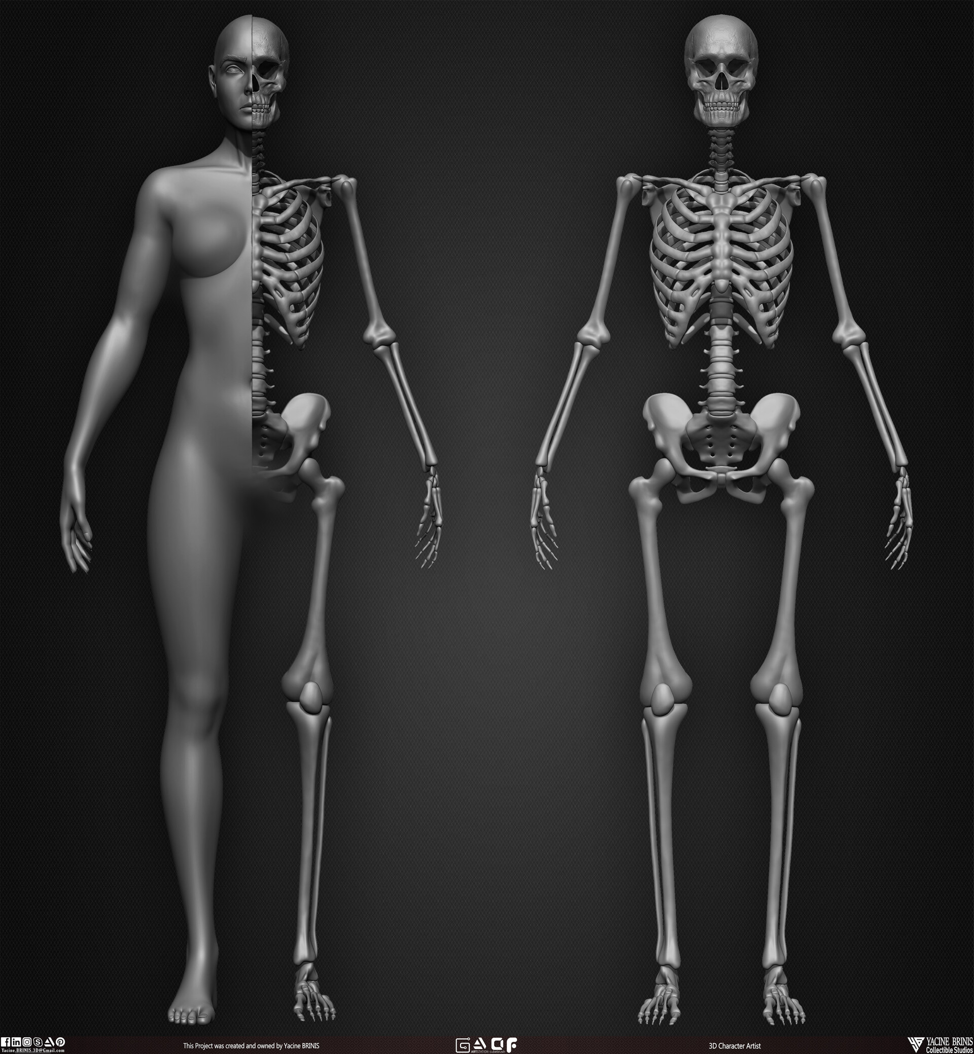 female skeleton drawing reference