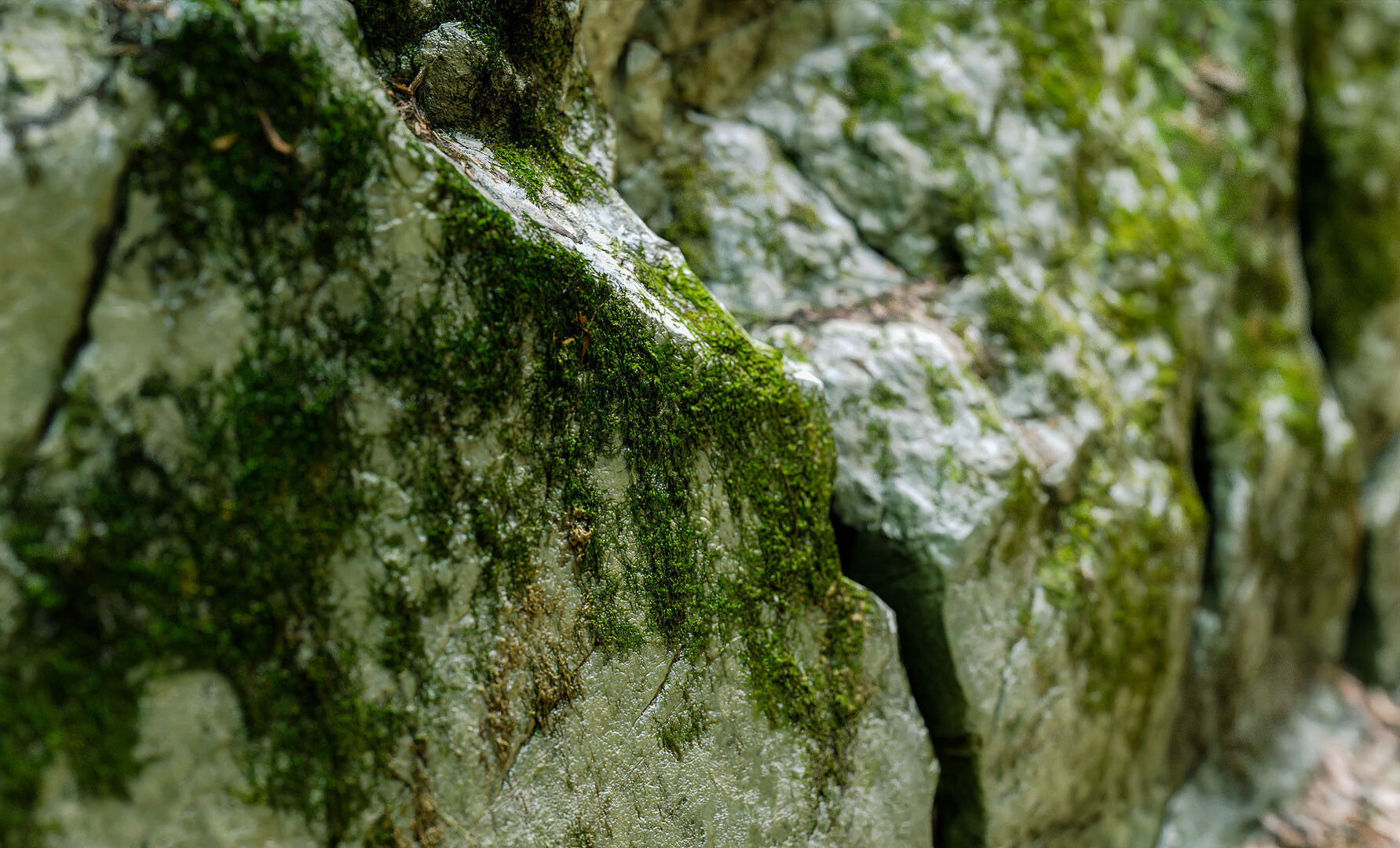 ArtStation - Moss rock photoscan