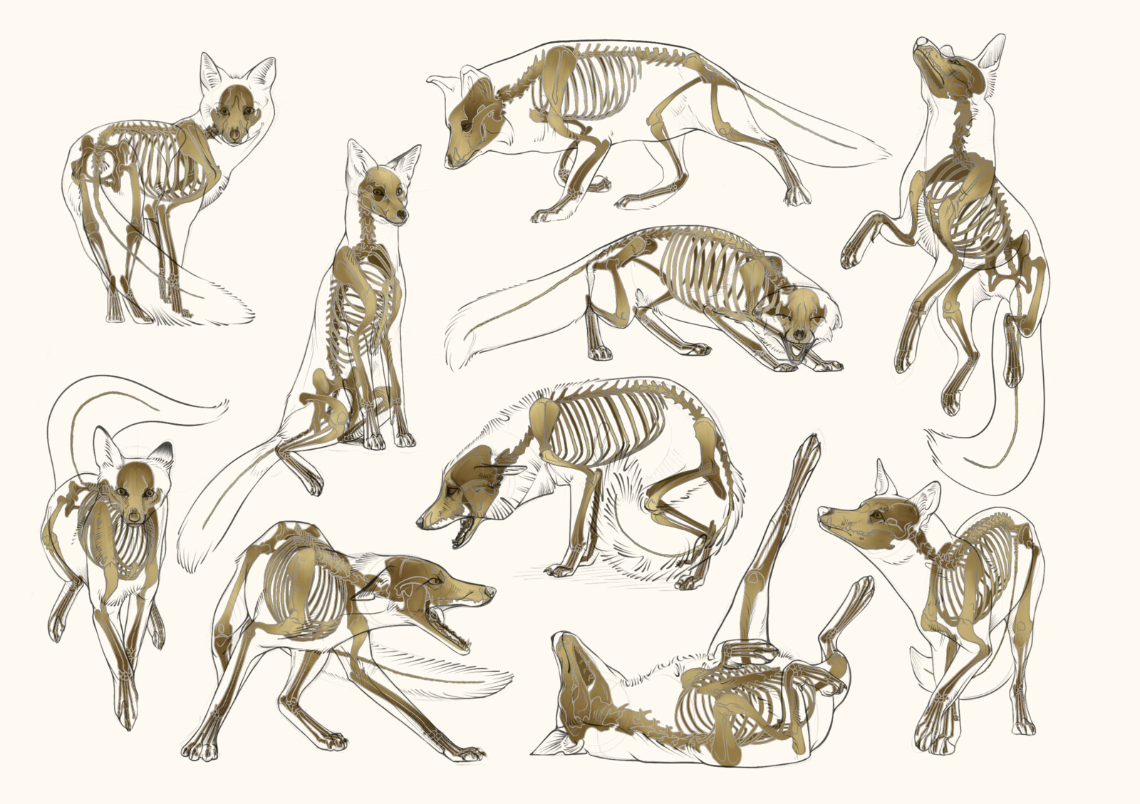 fox skeleton anatomy