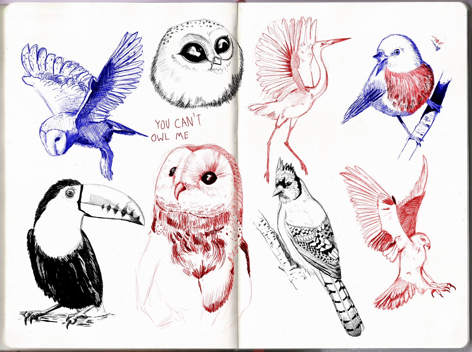 ArtStation - Animal studies