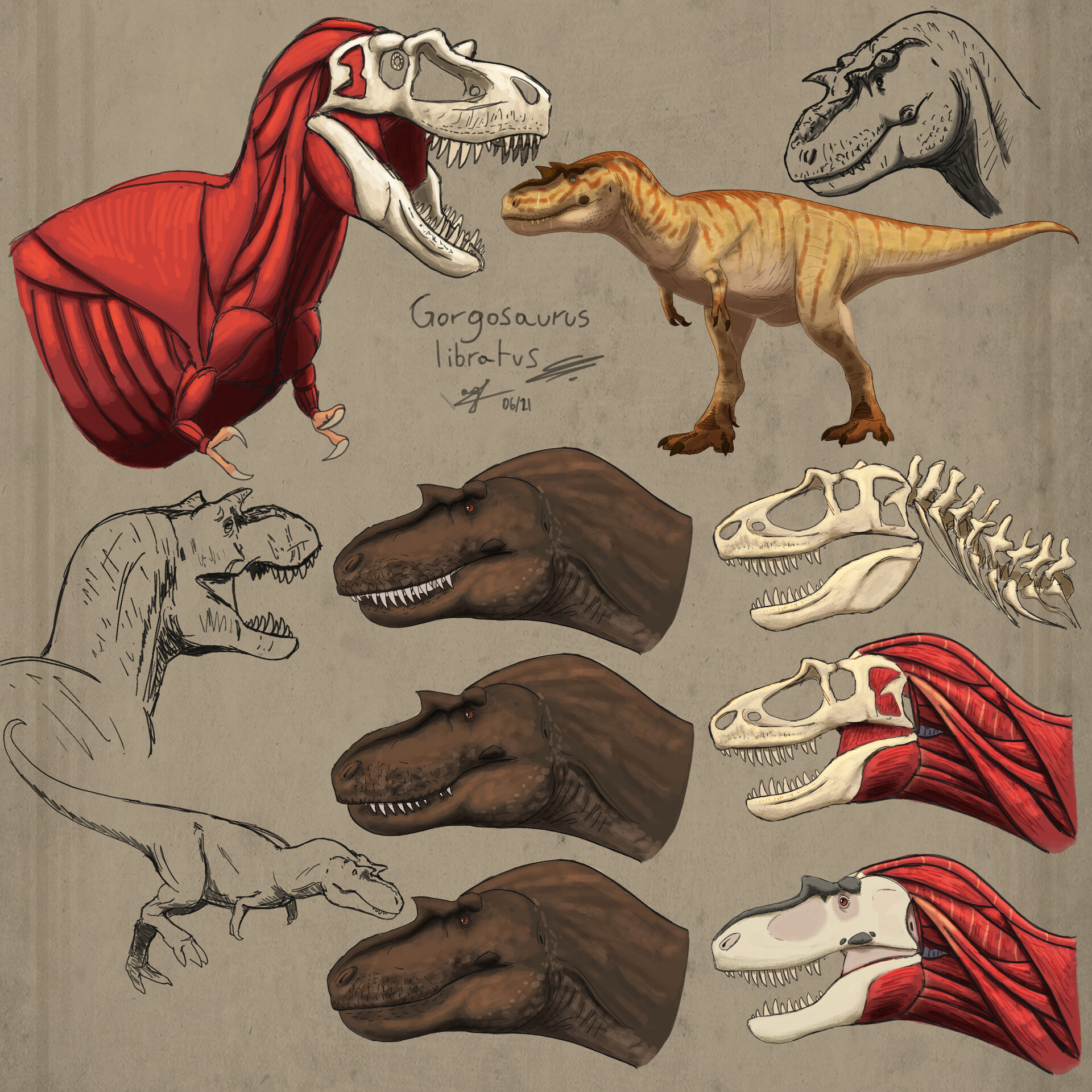 ArtStation - Gorgosaurus sketch studies