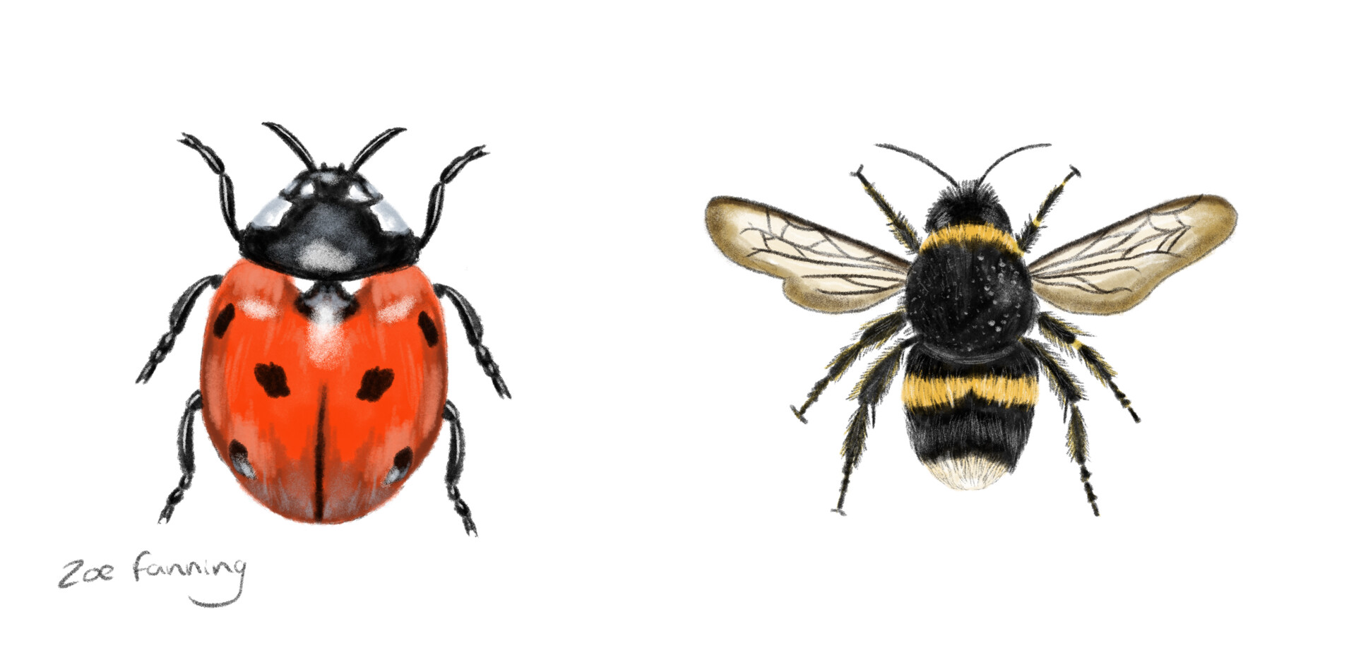 ArtStation - Lady bird and bee