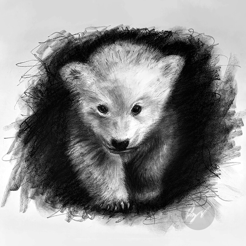 how to draw a realistic bear cub