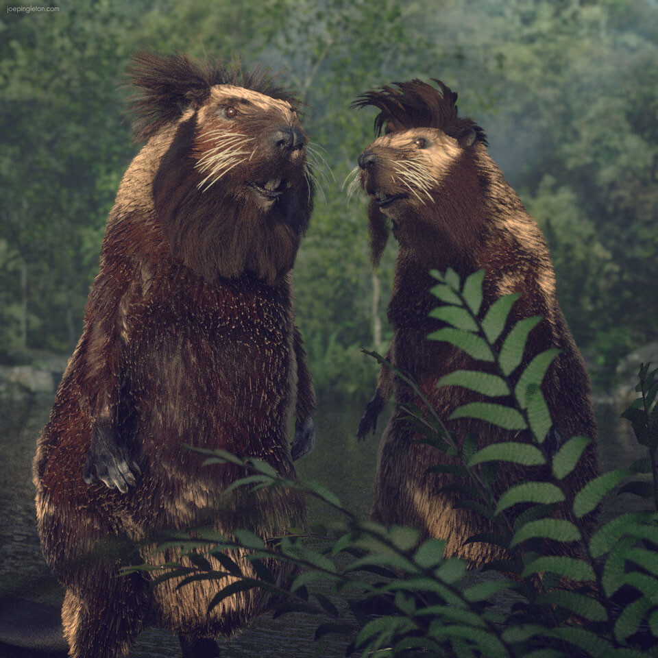 Joe Pingleton - Hairy Beavers