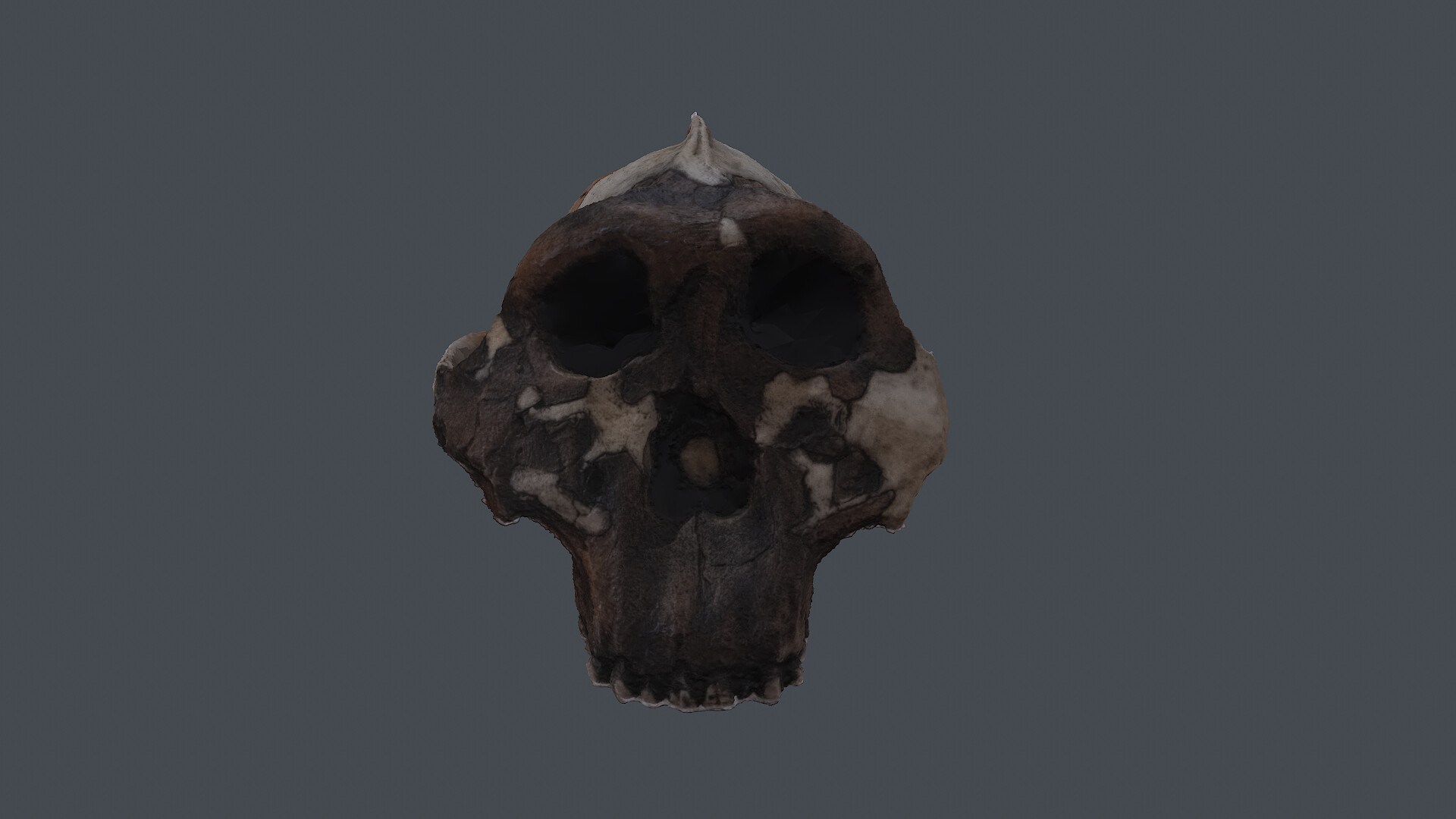 ArtStation - Paranthropus boisei