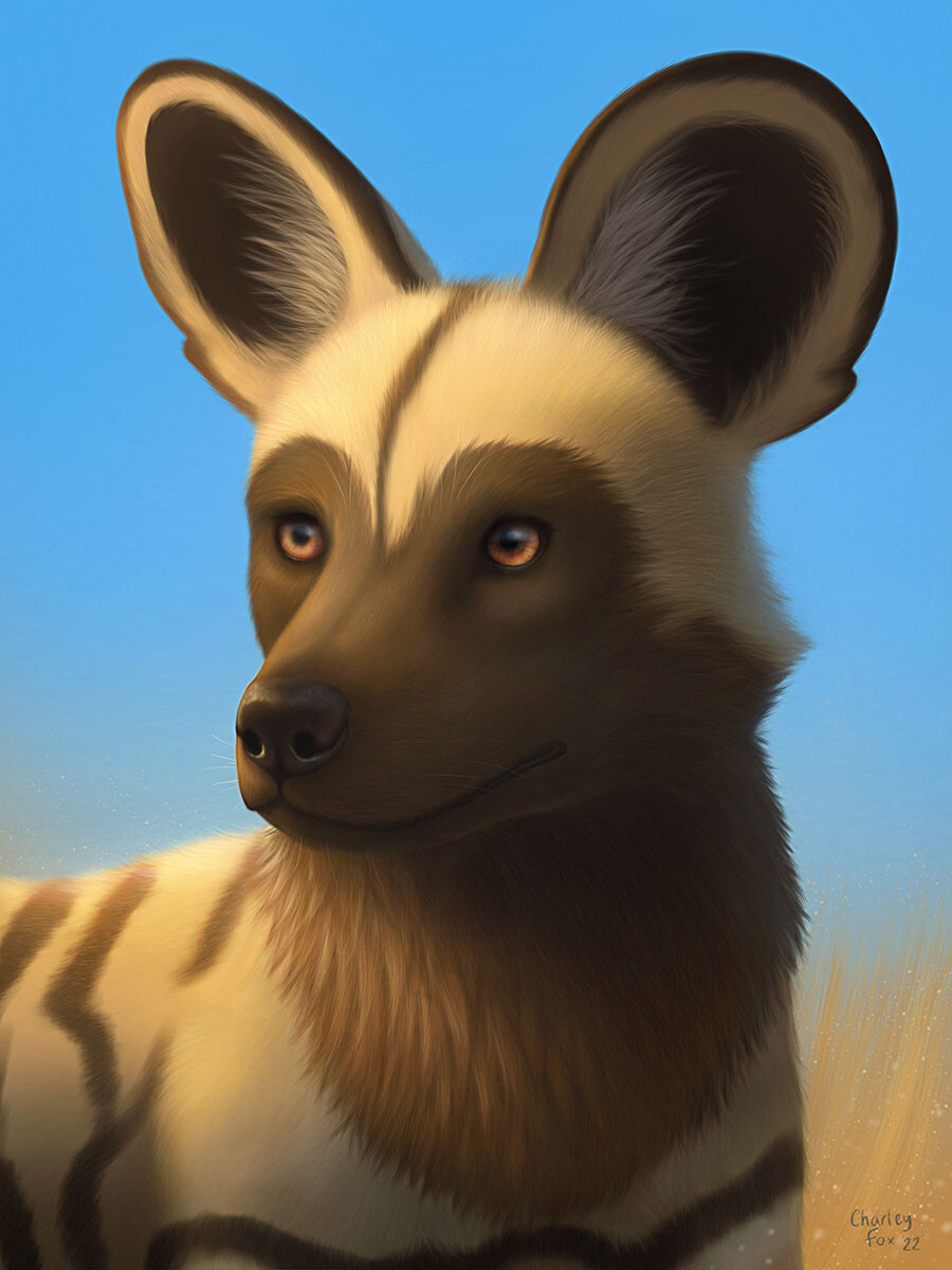Charley Fox - African Wild Dog