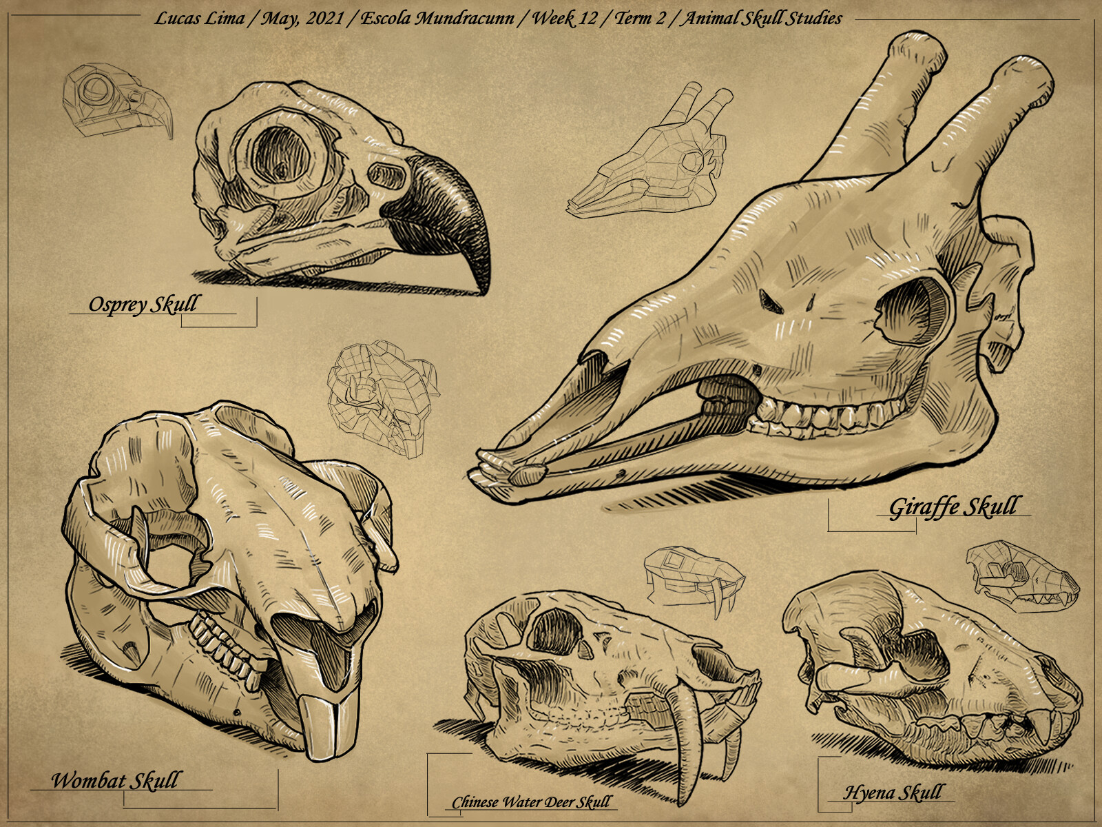 ArtStation - Organic Shapes - fundamentals study