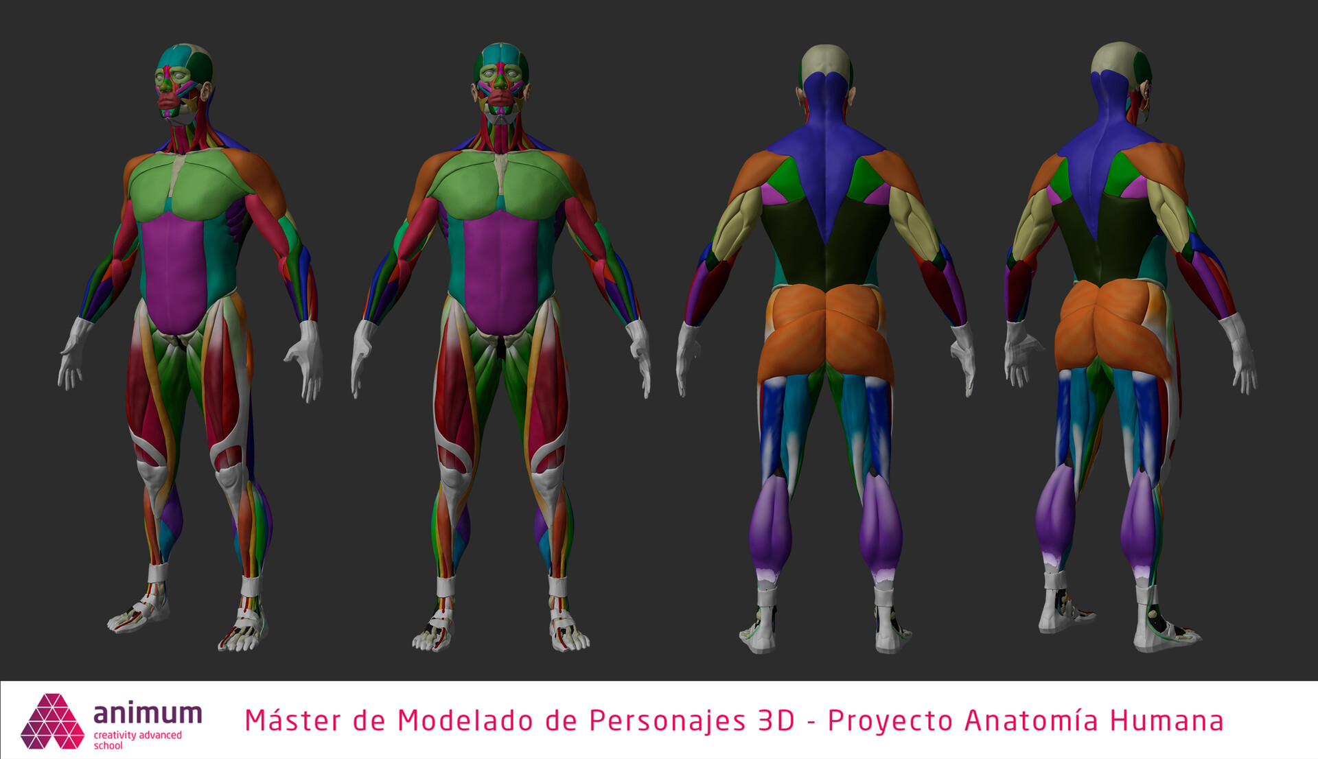 ArtStation - Anatomy Project