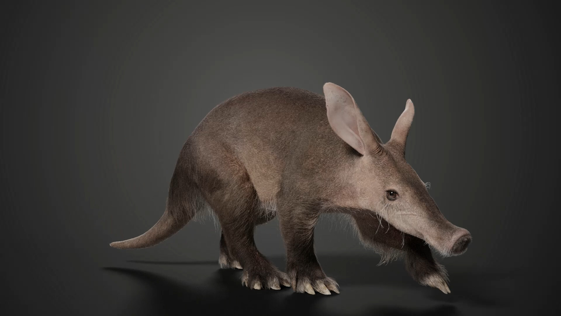 ArtStation - Aardvark