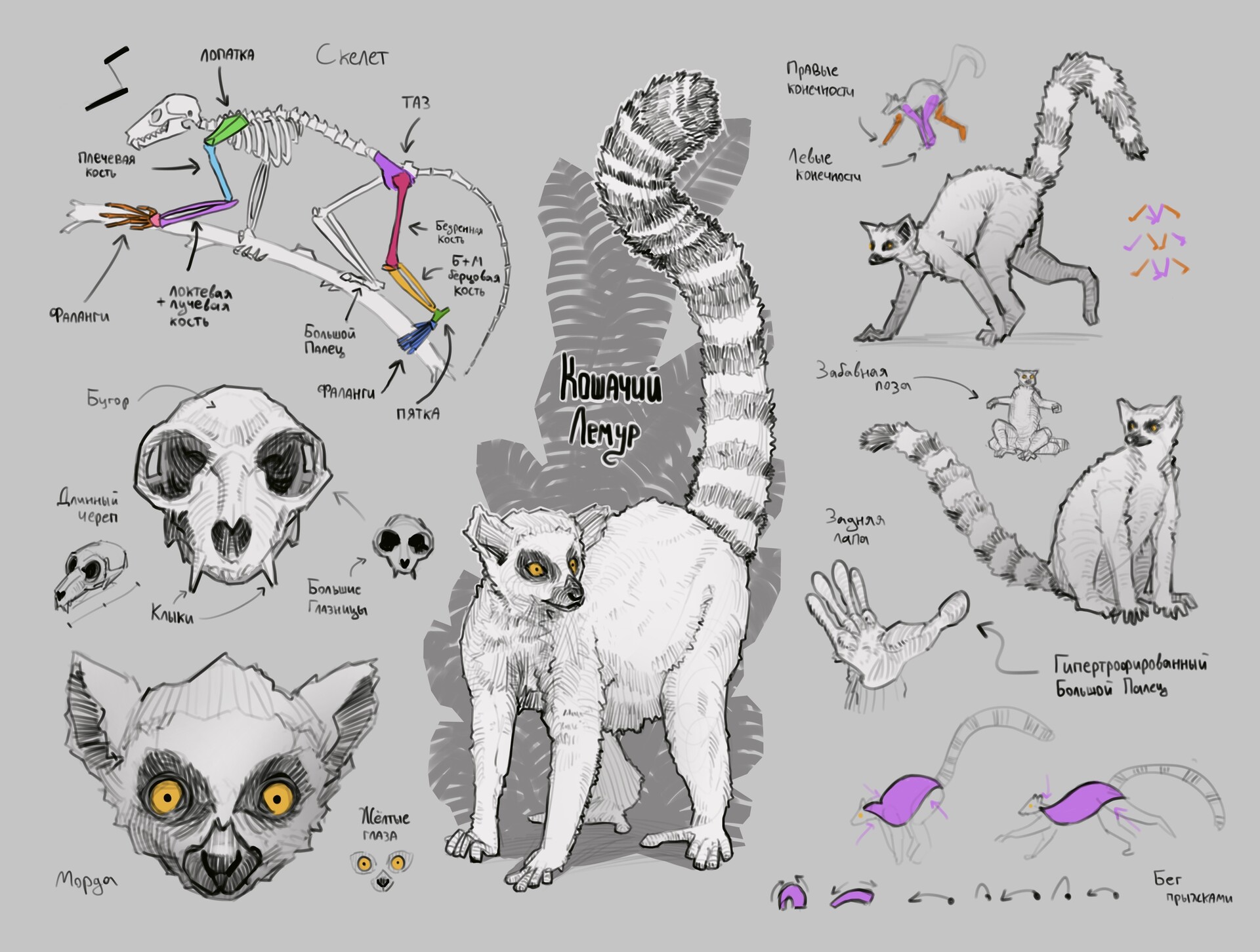 ArtStation - Ring-tailed lemur study