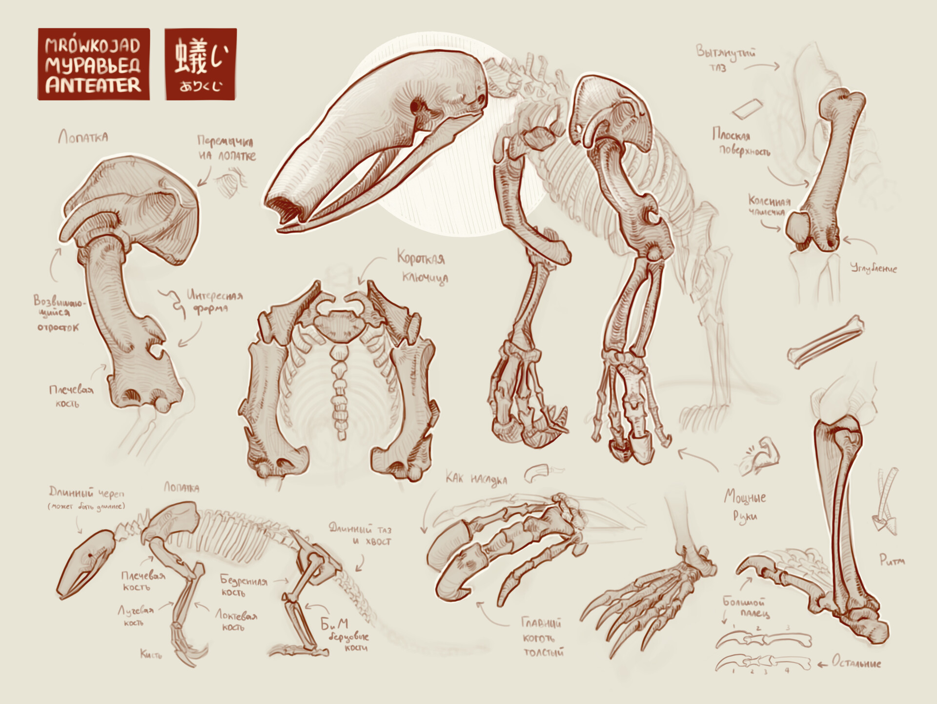 ArtStation - Anteater Skeleton study