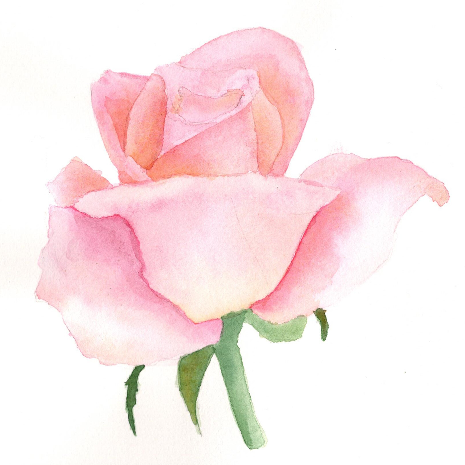 ArtStation - Rose watercolour study - unfinished