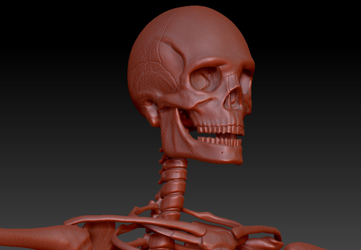Human Endoskeleton