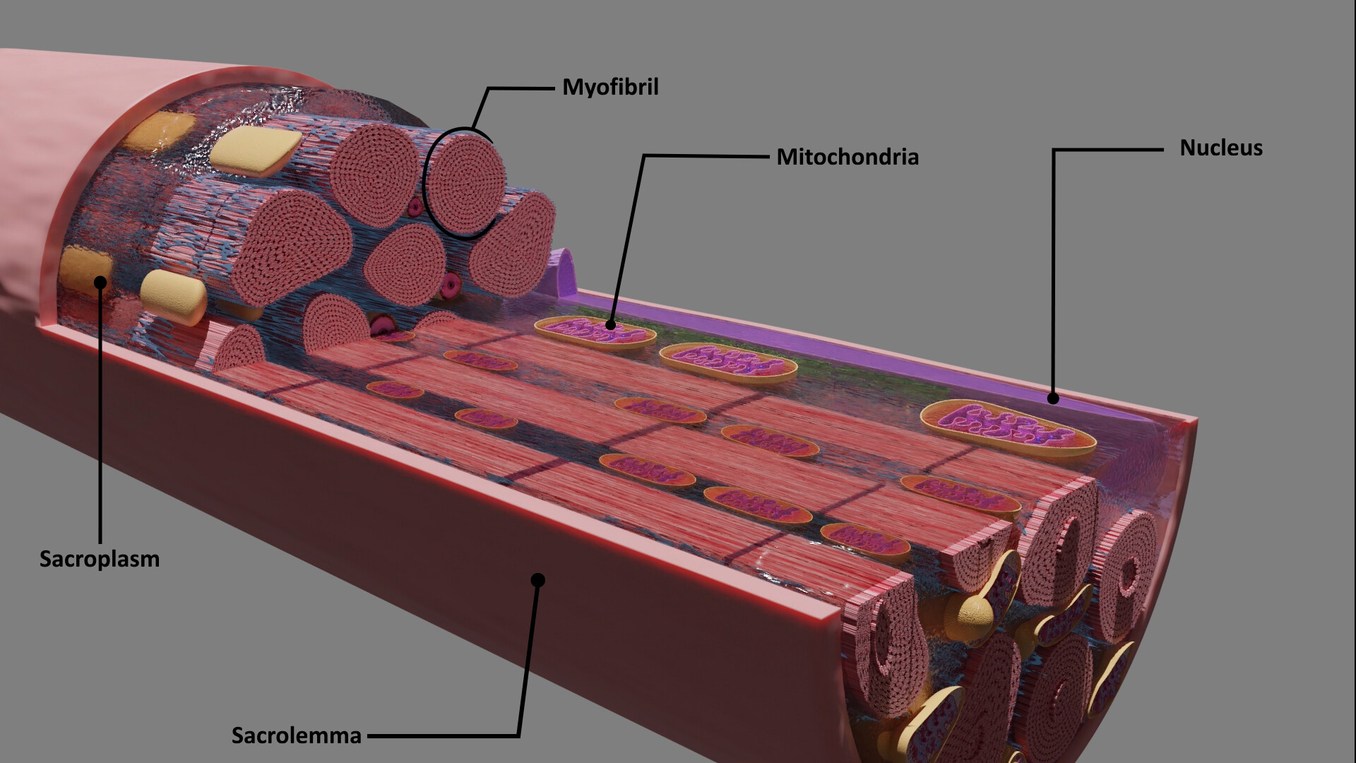 ArtStation - Cardio Myocyte Model