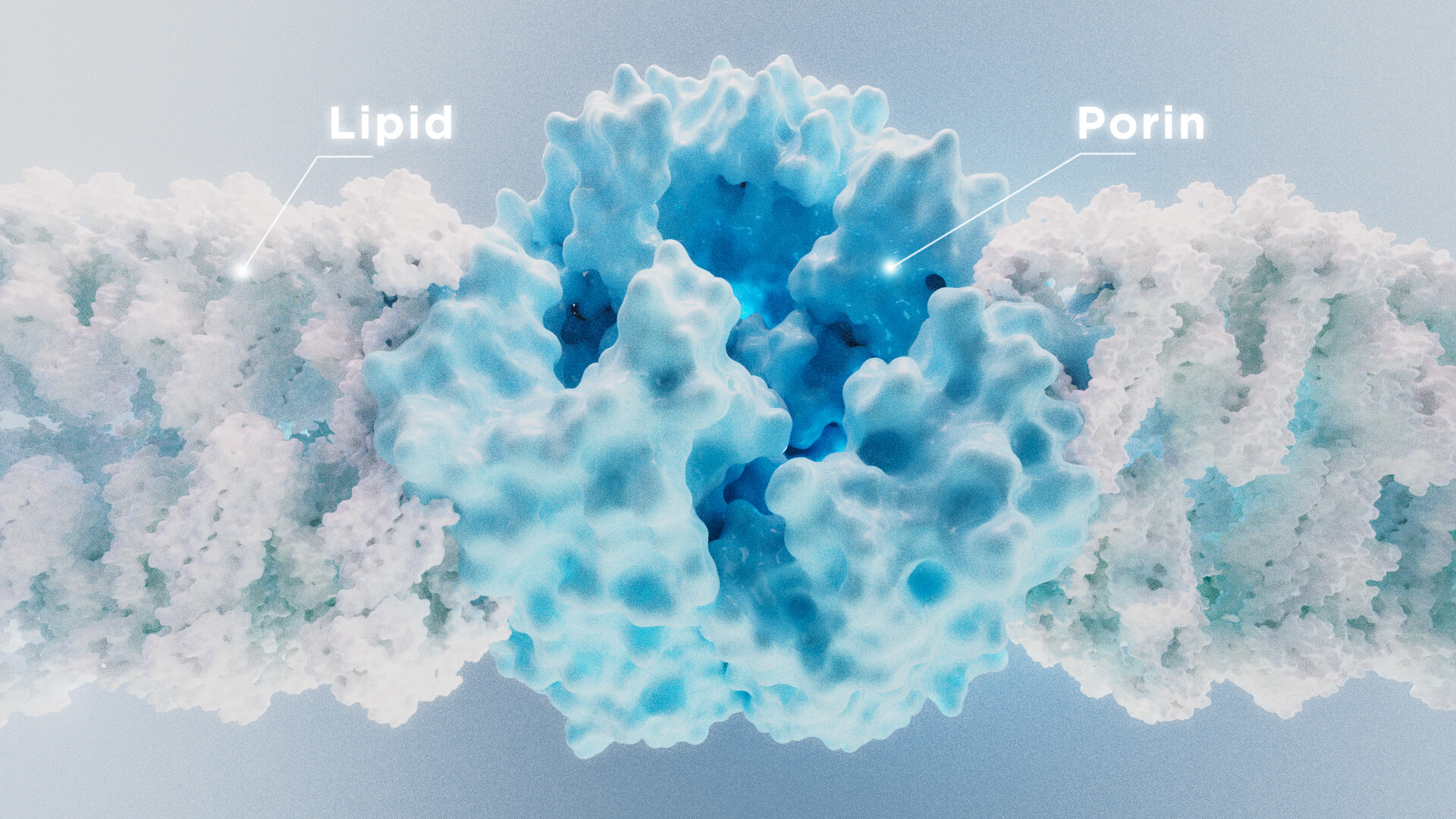 All Known Porins Are Proteins Composed Of at Matthew Mendelsohn blog