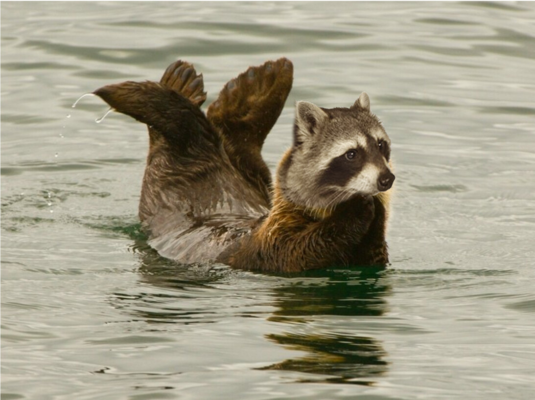 ArtStation - Animal Hybrids