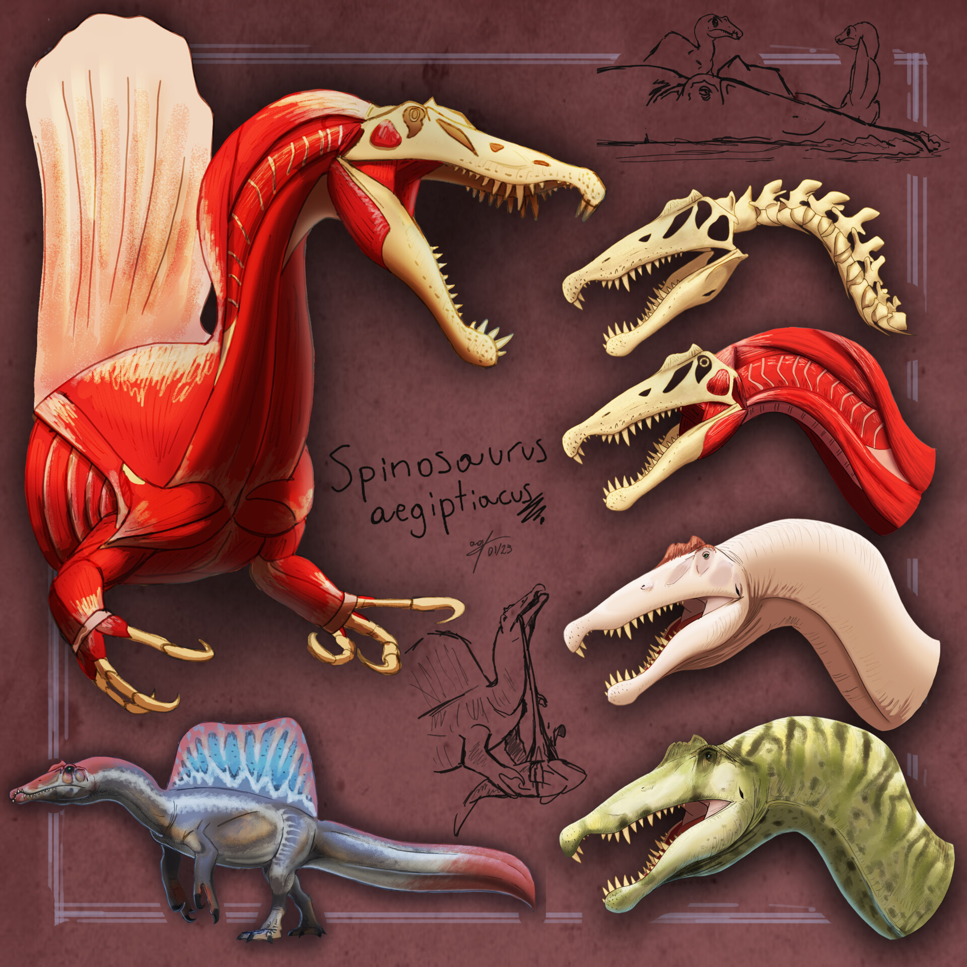Spinosaurus anatomy studies by Arturo García — ProUser.Me