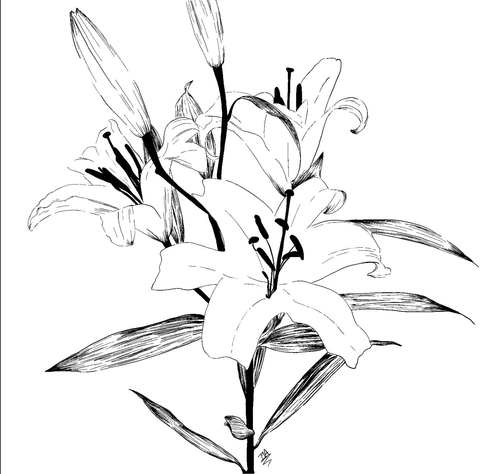 ArtStation - "Botanical Study" Digital Illustration