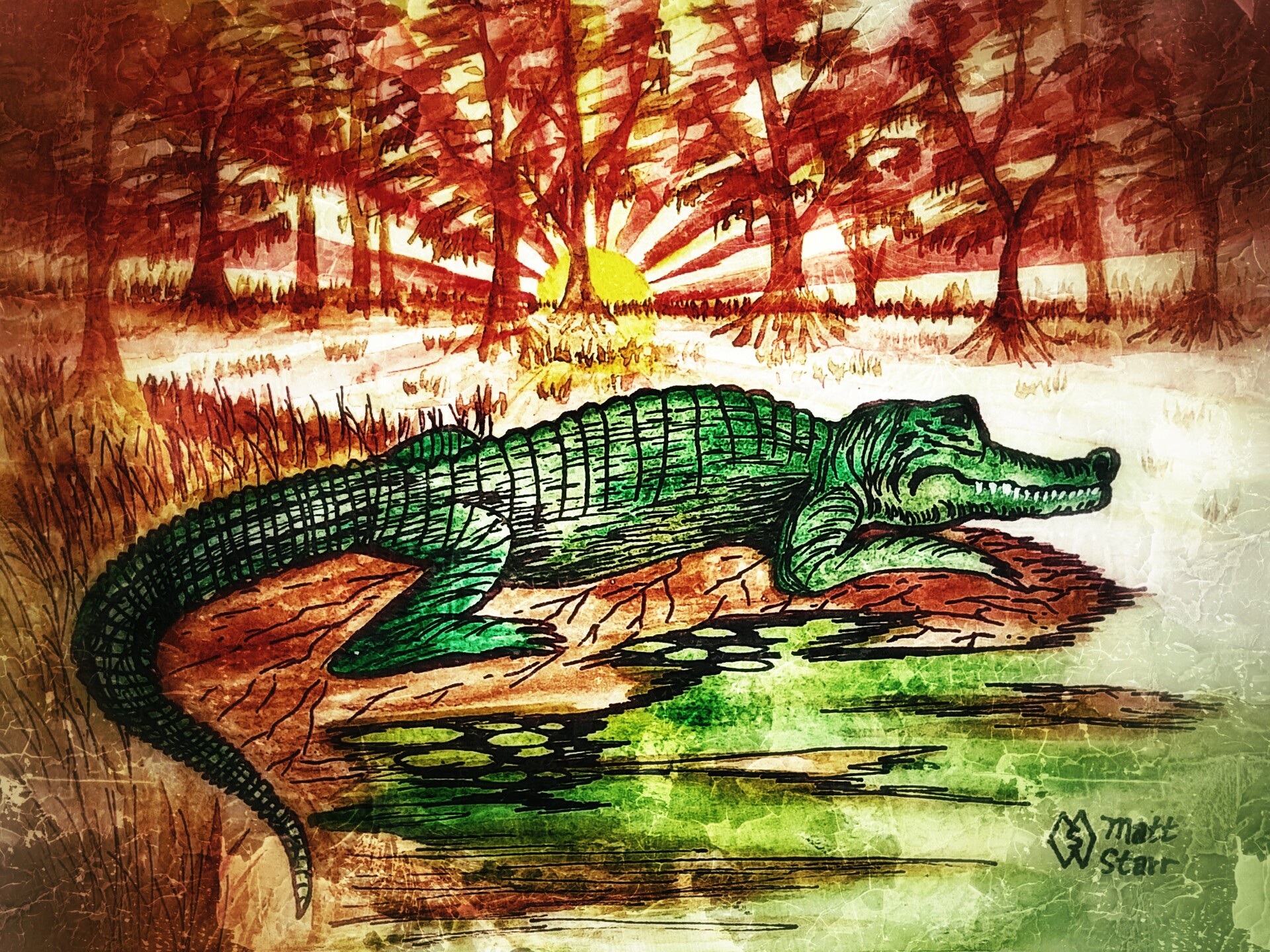 Swamp Alligator Drawings