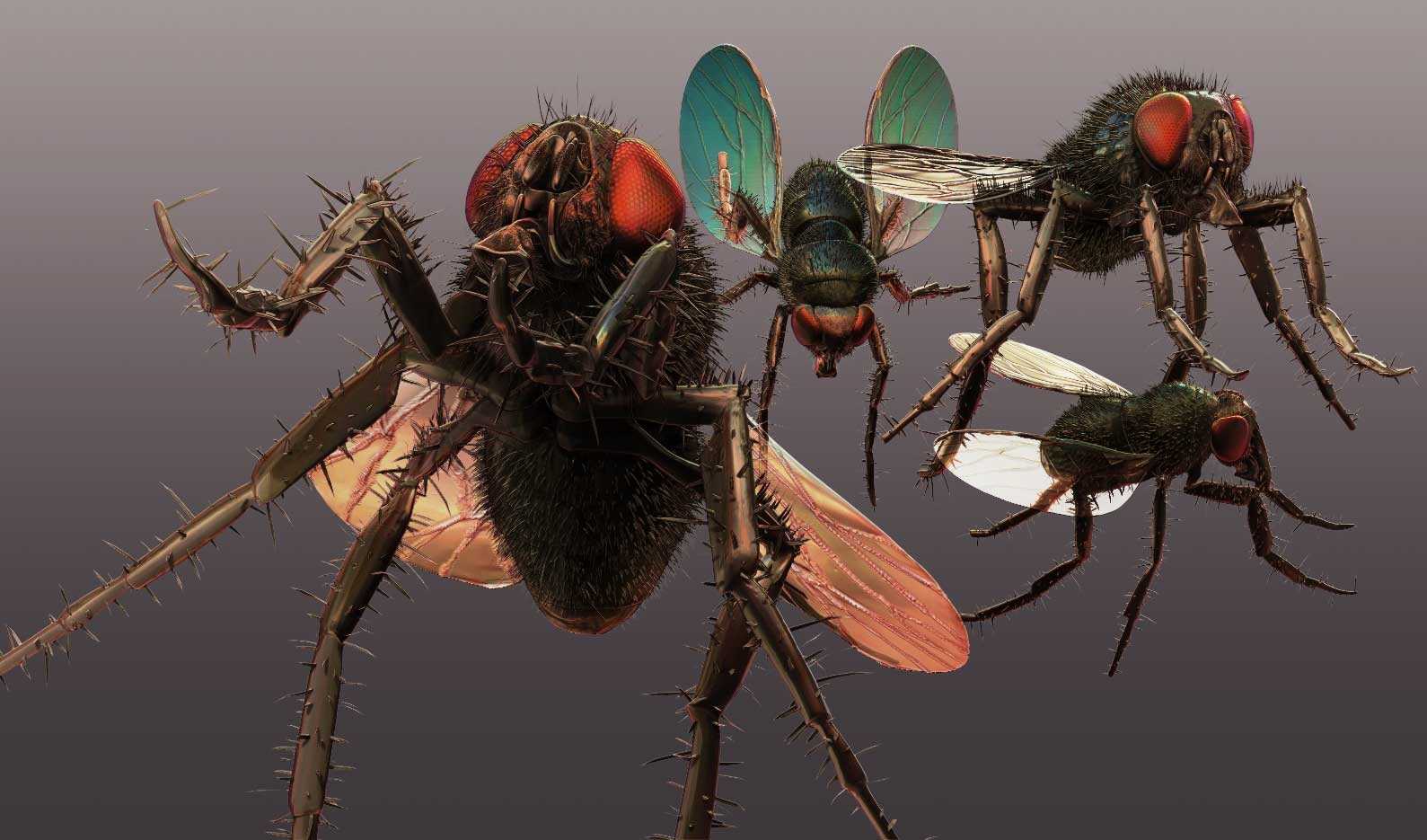 ArtStation - COMMON GREEN BOTTLE FLY