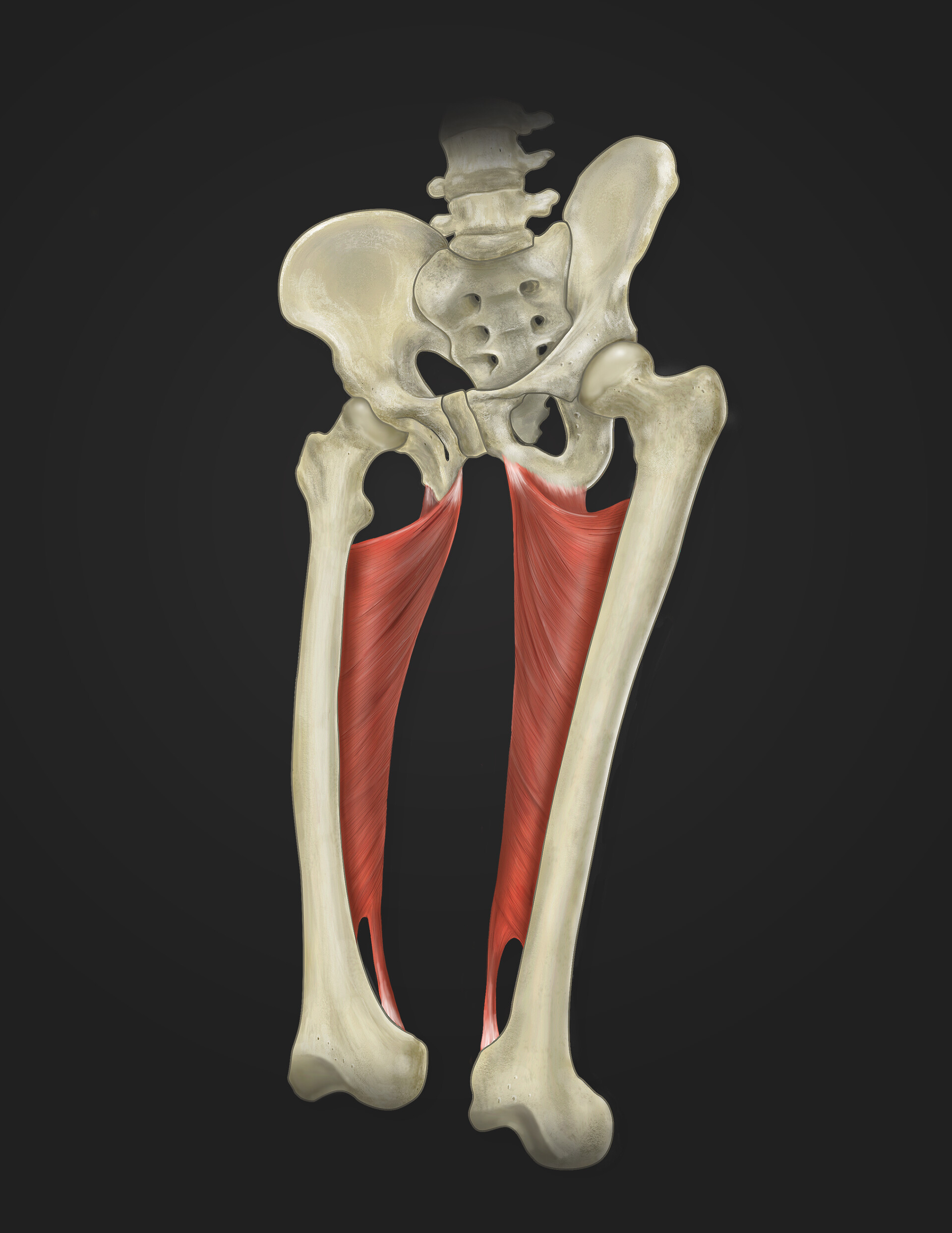 Adductor Magnus Muscle