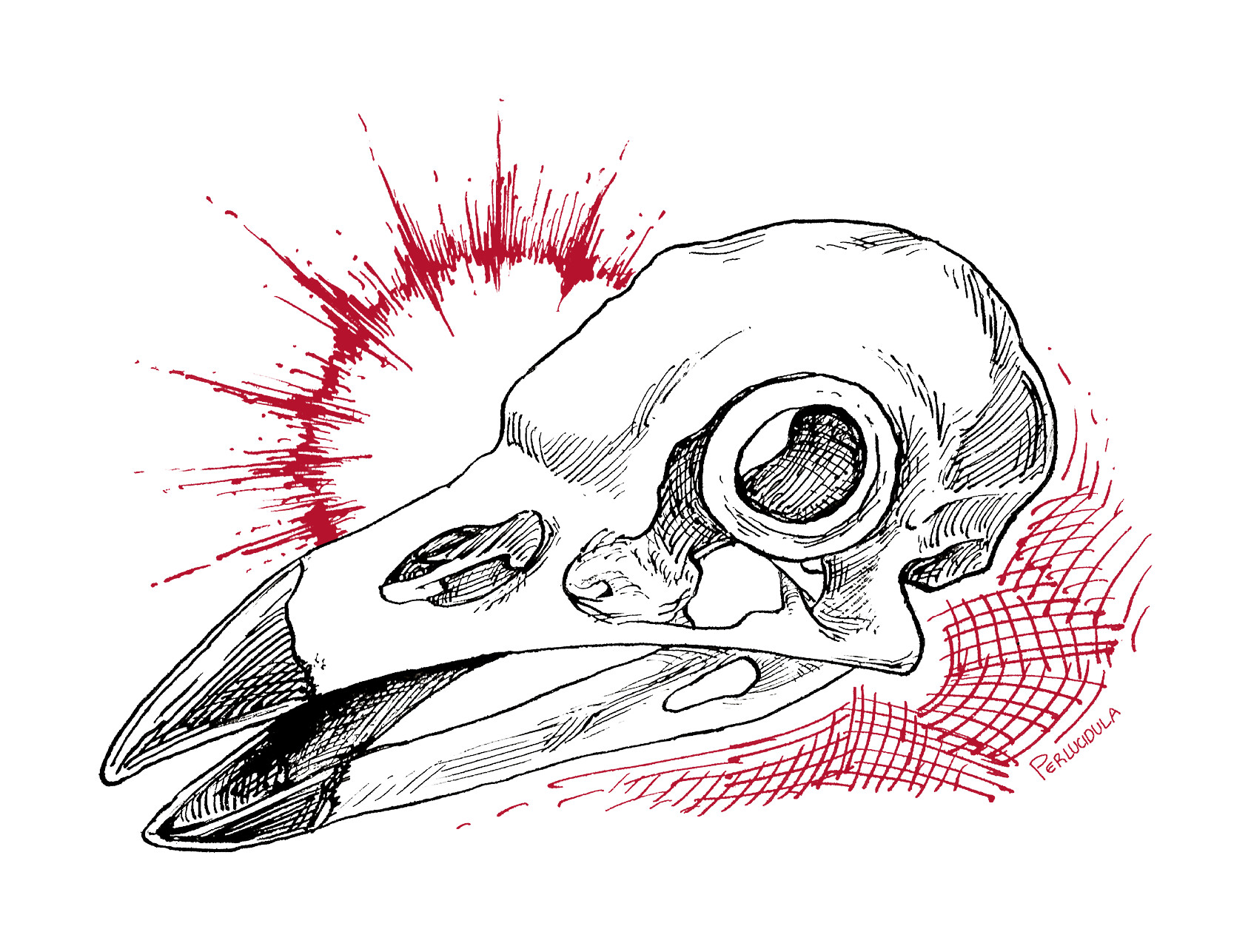 ArtStation - Crow skull study