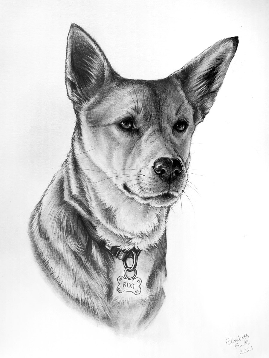 ArtStation - Animal pencil portraits
