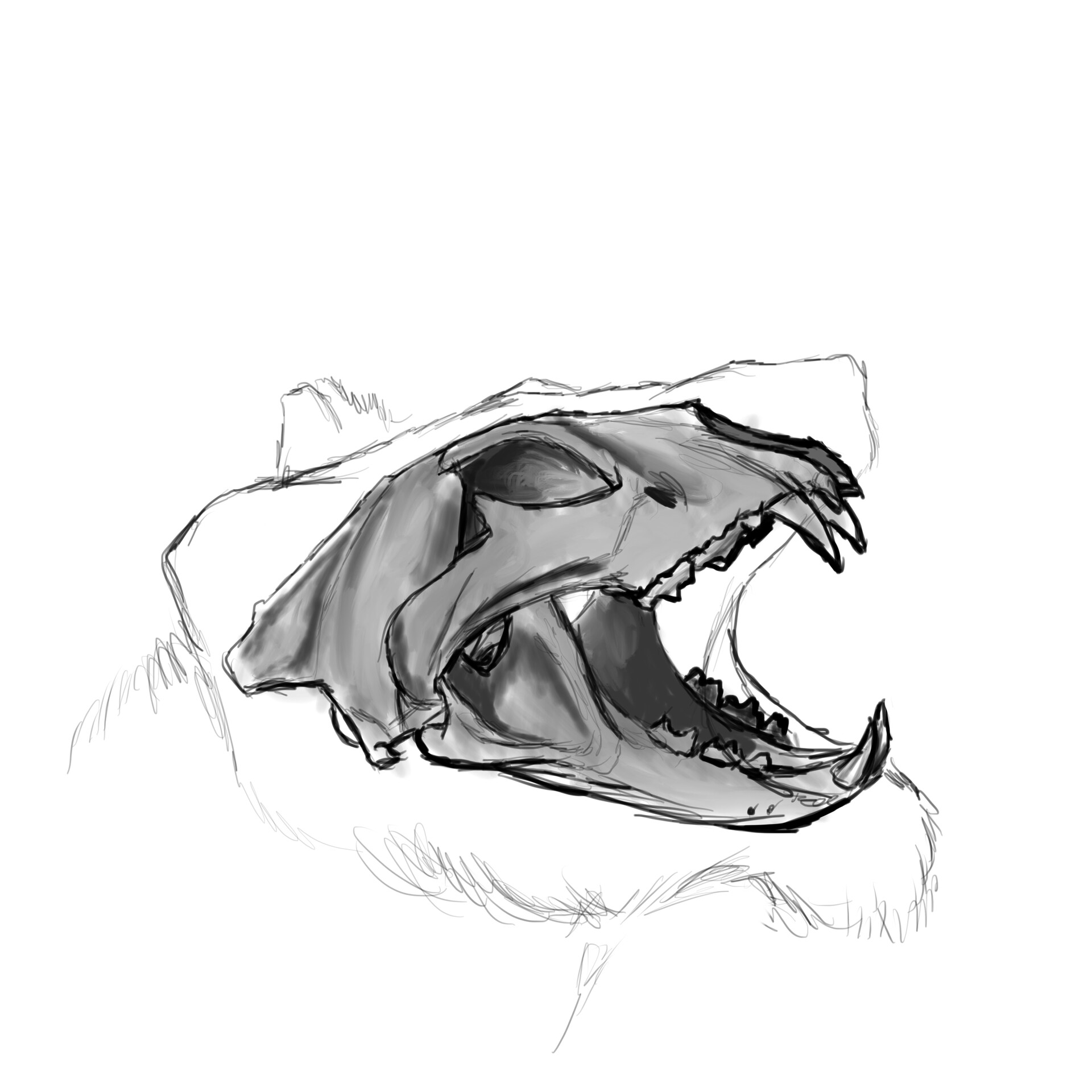 how to draw lion skull