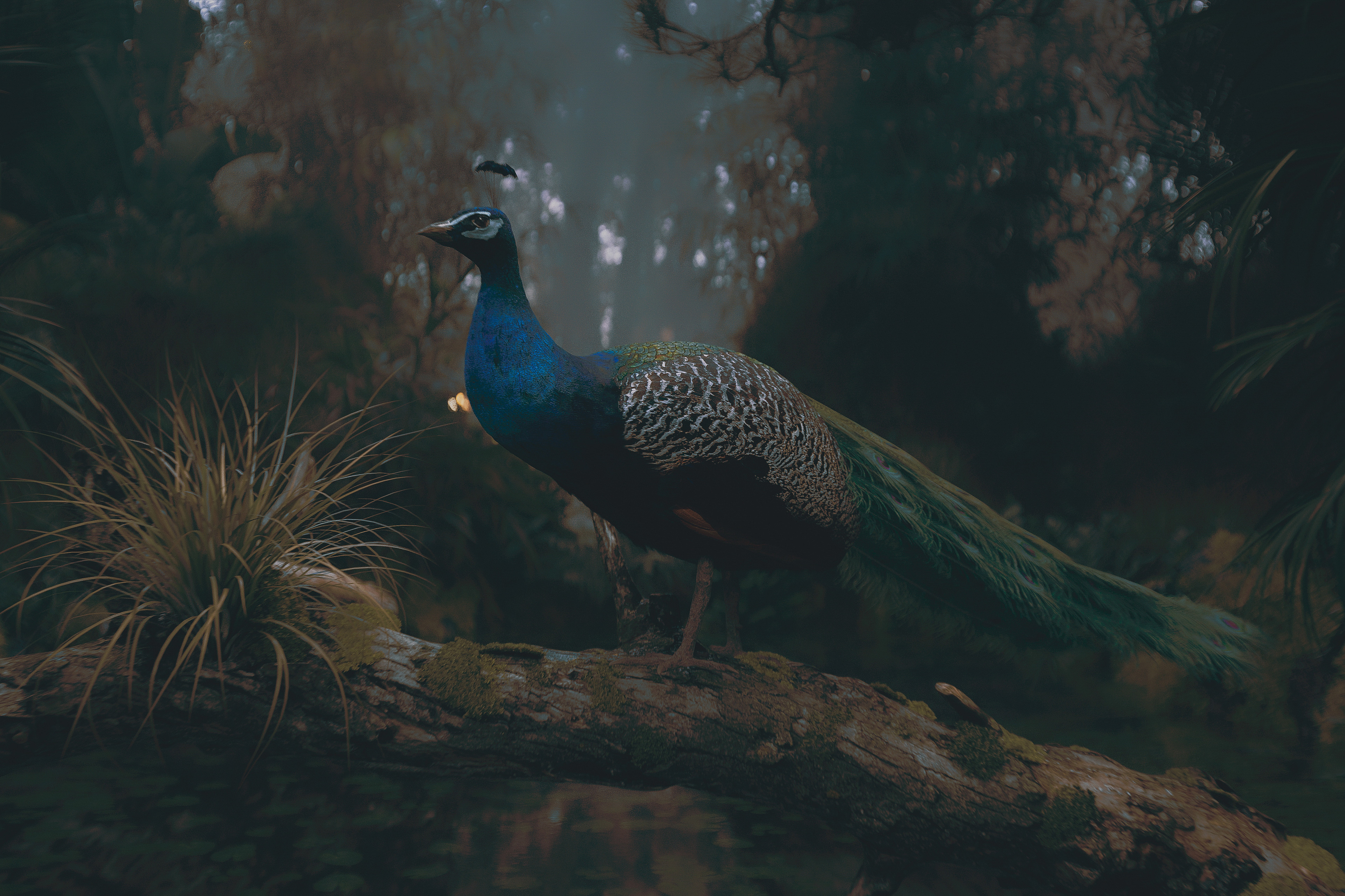 Rory Hyland - 3D Generalist - Birds & Botany - 3D photorealism (with ...