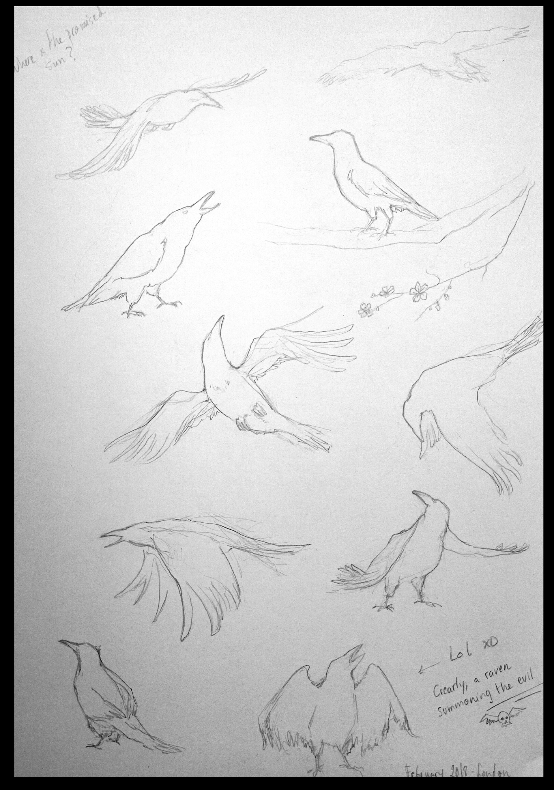 ArtStation - Ravens study life drawing