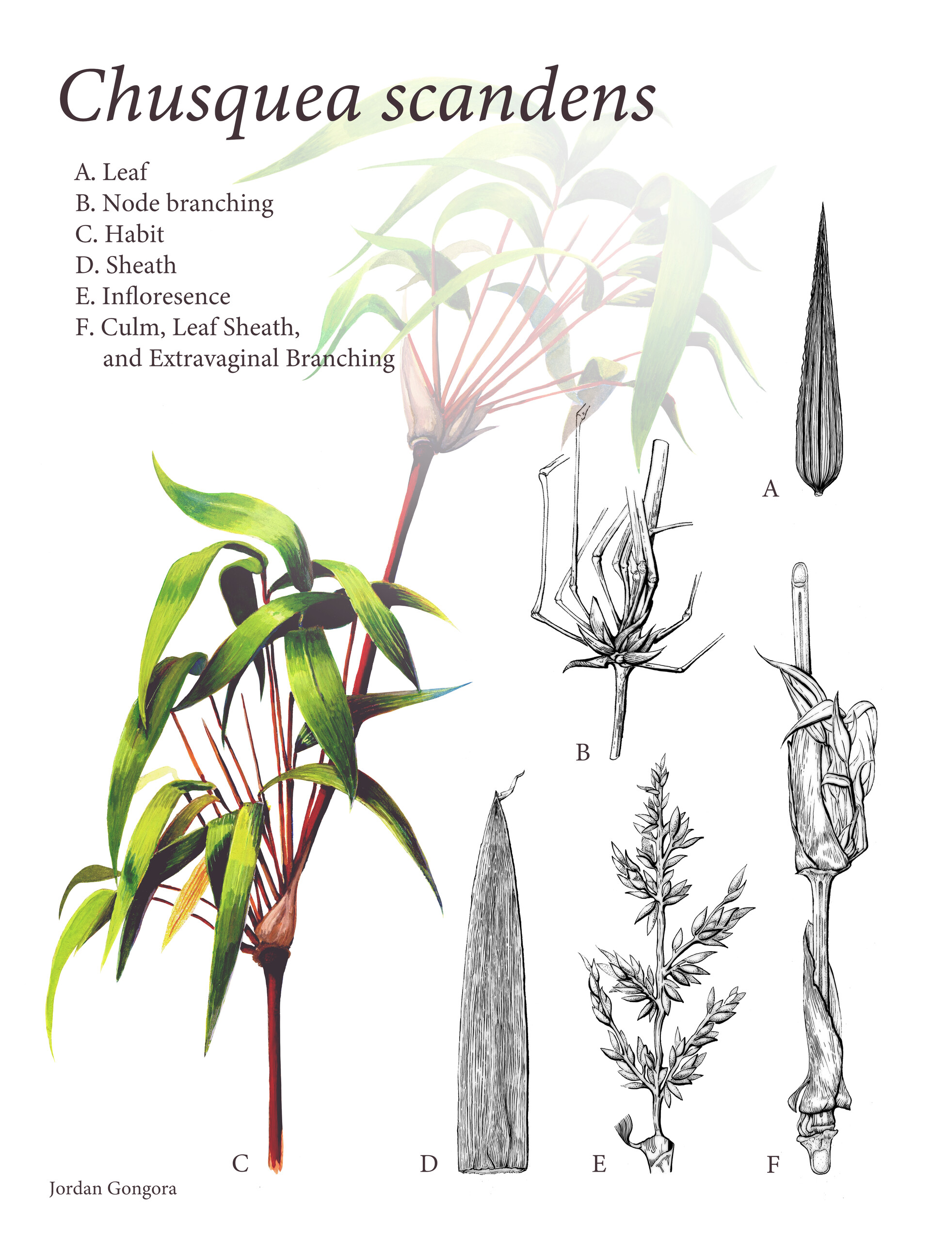 ArtStation - Chusquea scandens