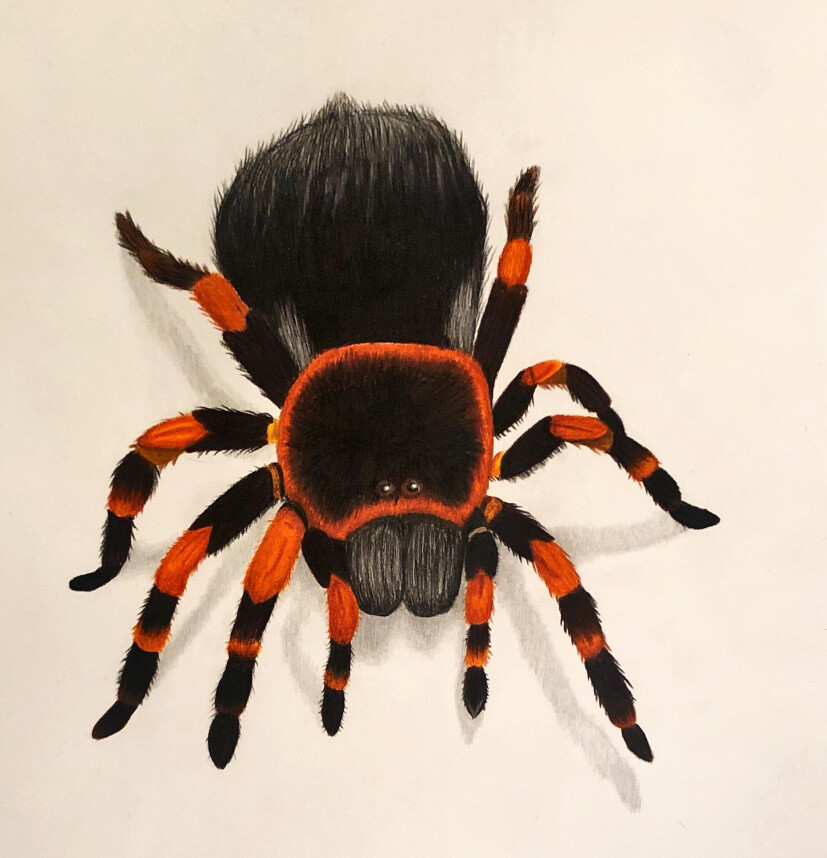 ArtStation - Insect Drawings