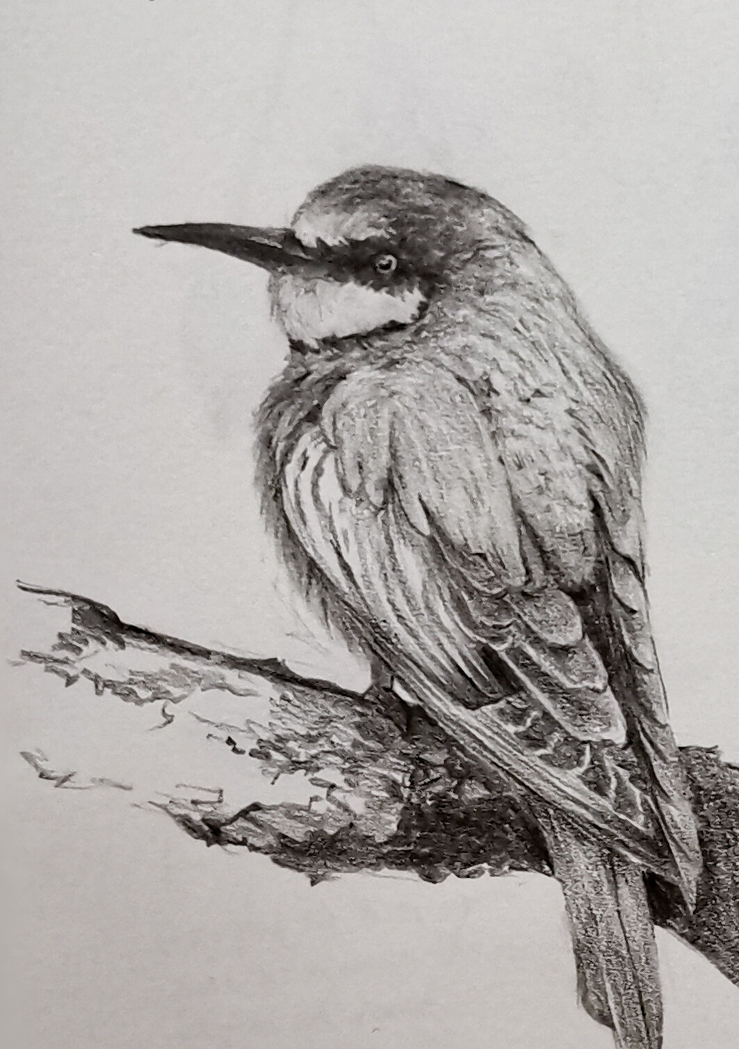 Ho Xin Yan - Texture studies and Perspective practice