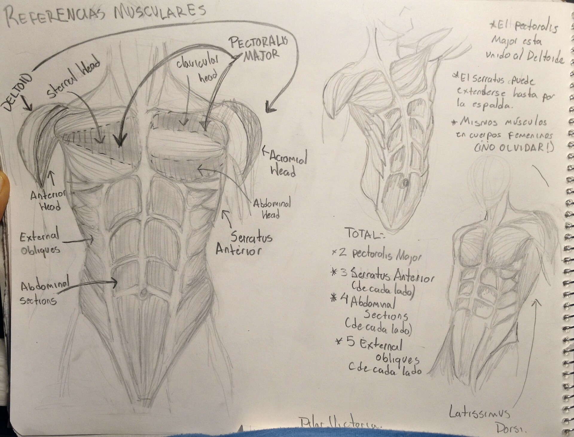 PILAR V.L - Estudios de Anatomía: Referencias musculares #1