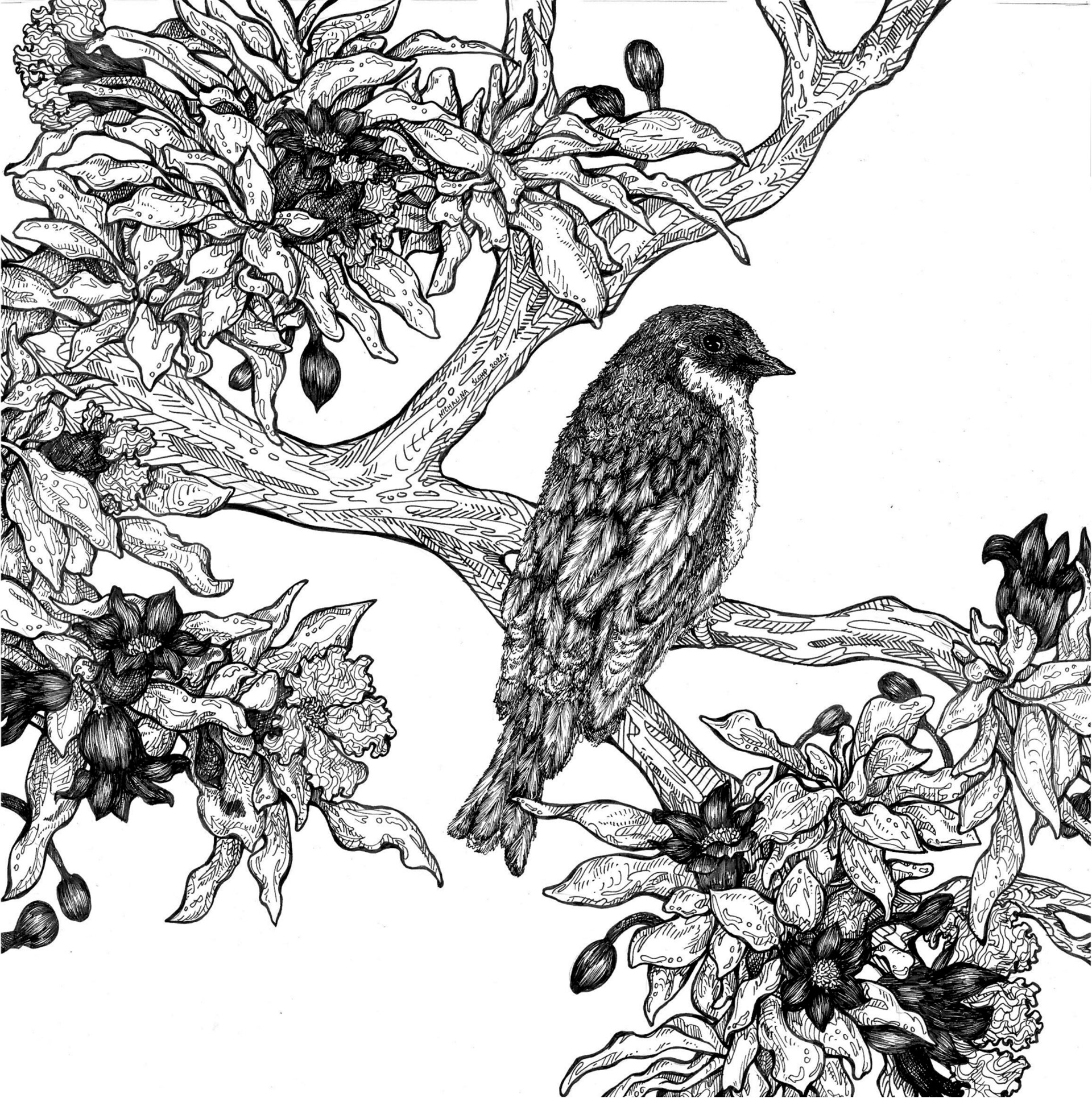 ArtStation - Collared Flycatcher