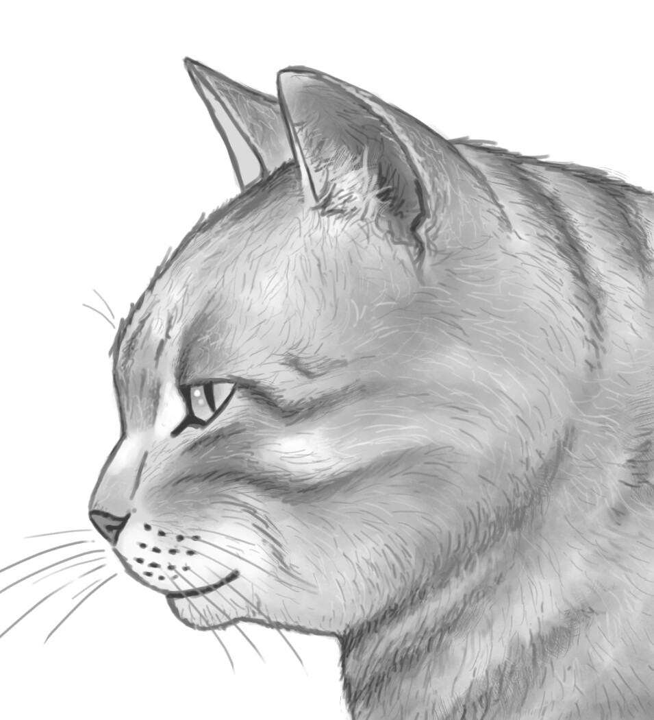 how to draw cat house