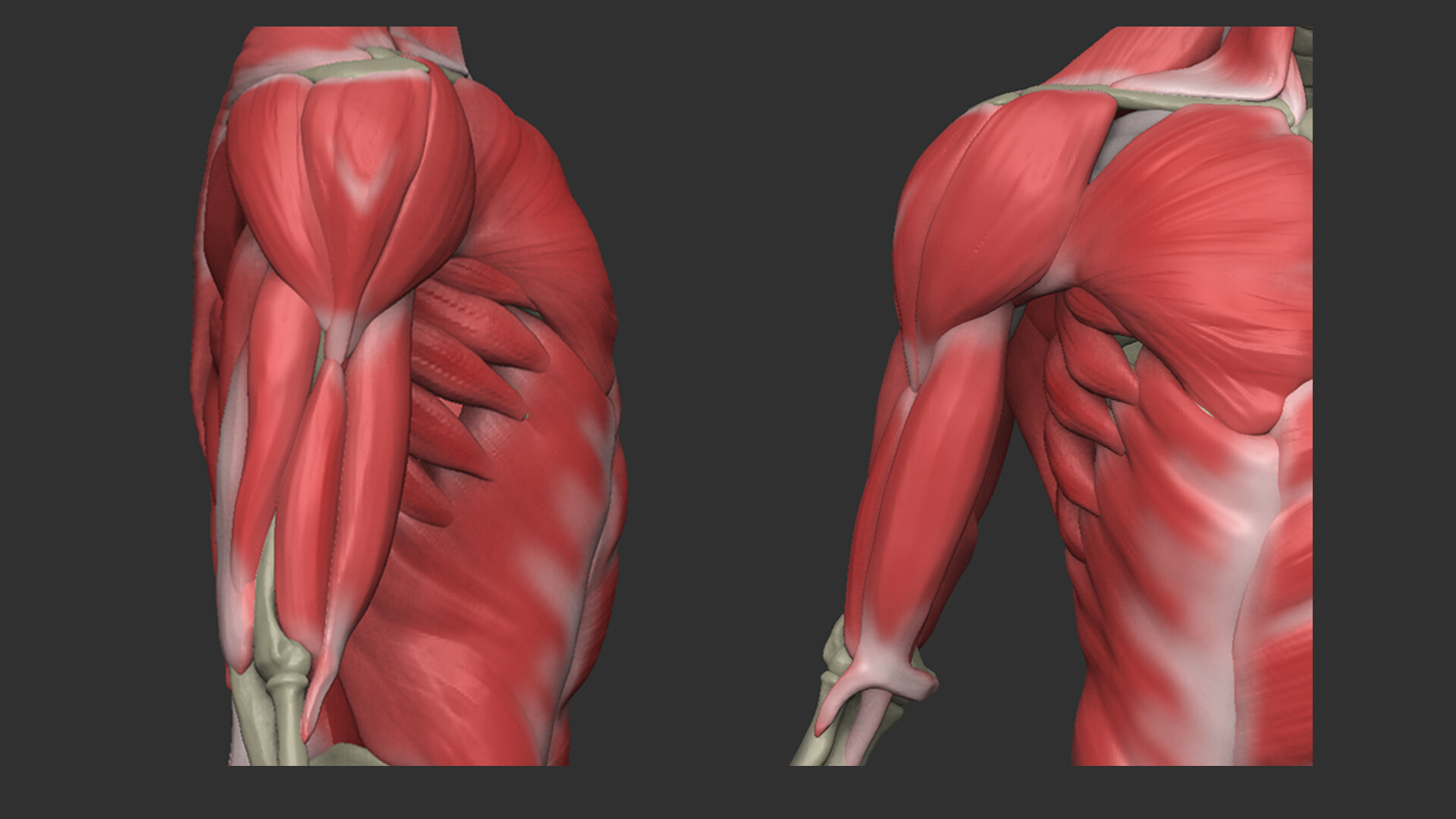 Ecorche Anatomy study — Torso & Upper arm by Isak Laurell — ProUser.Me