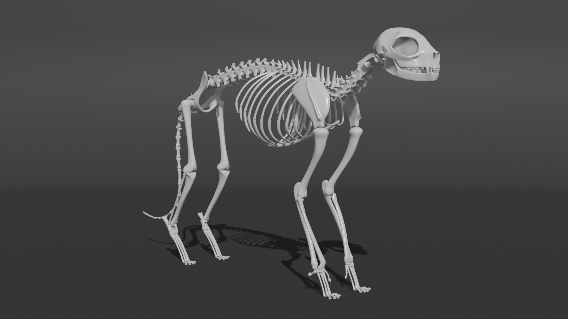 ArtStation - Cat skeleton 3D model