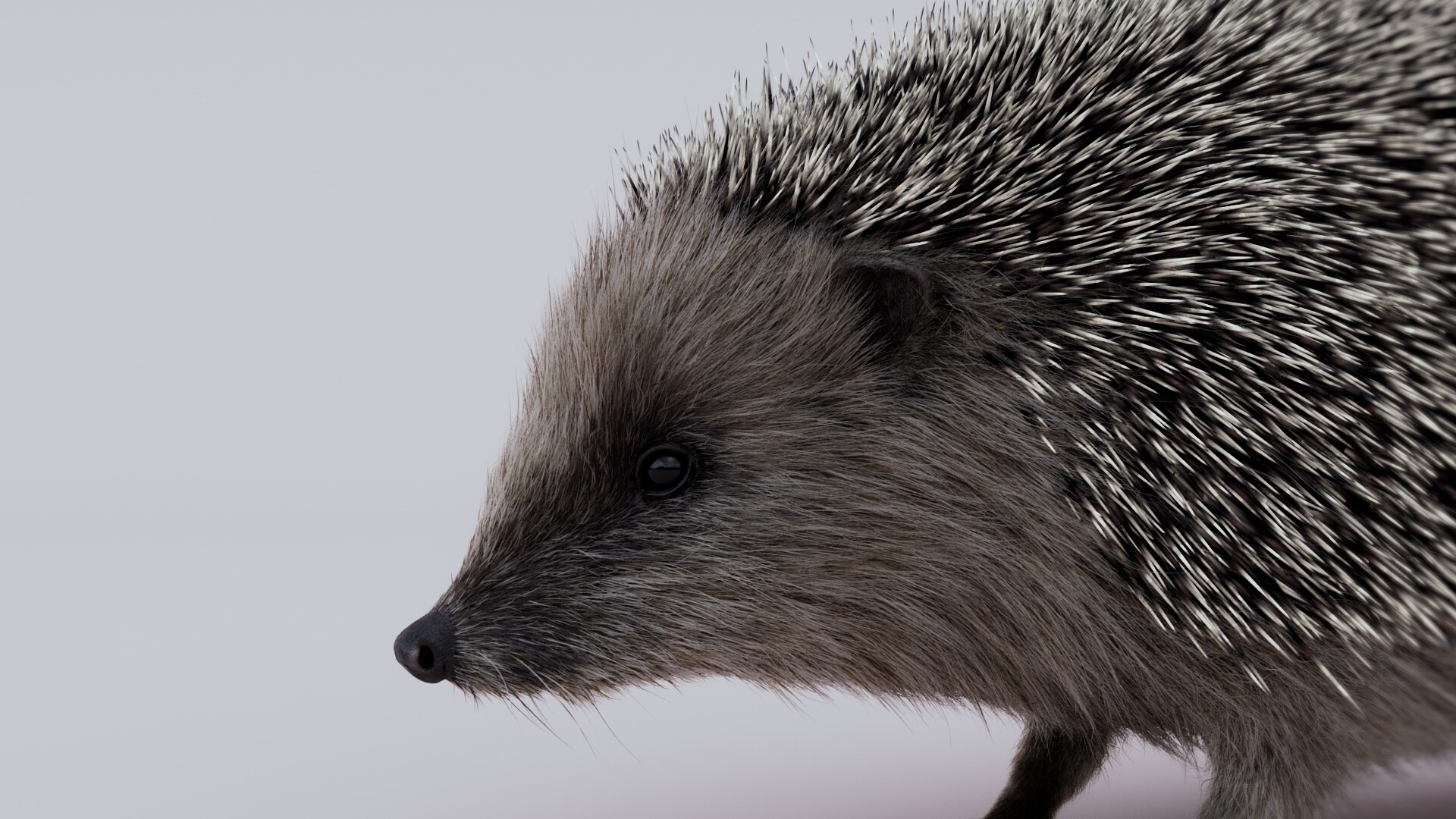 hedgehog 3d view