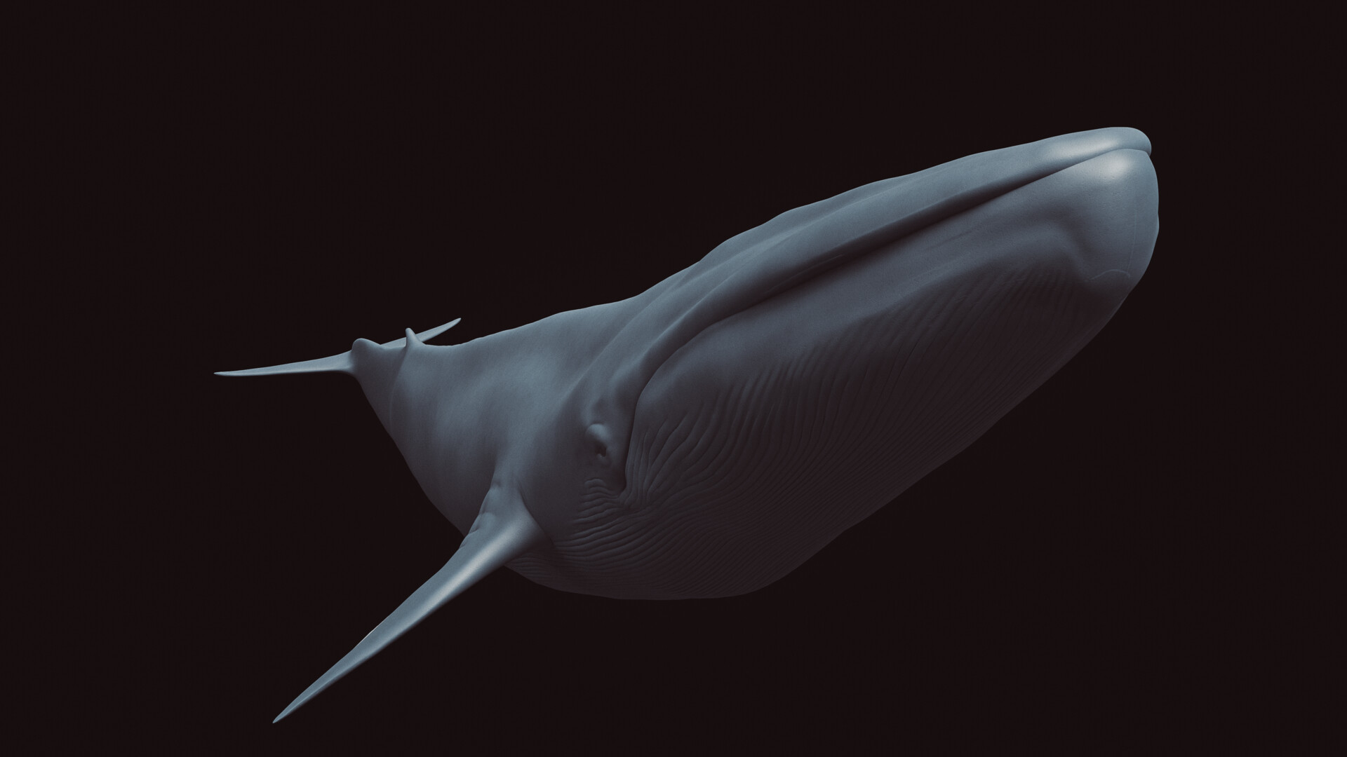 Johnson Martin - Blue Whale (Balaenoptera musculus)