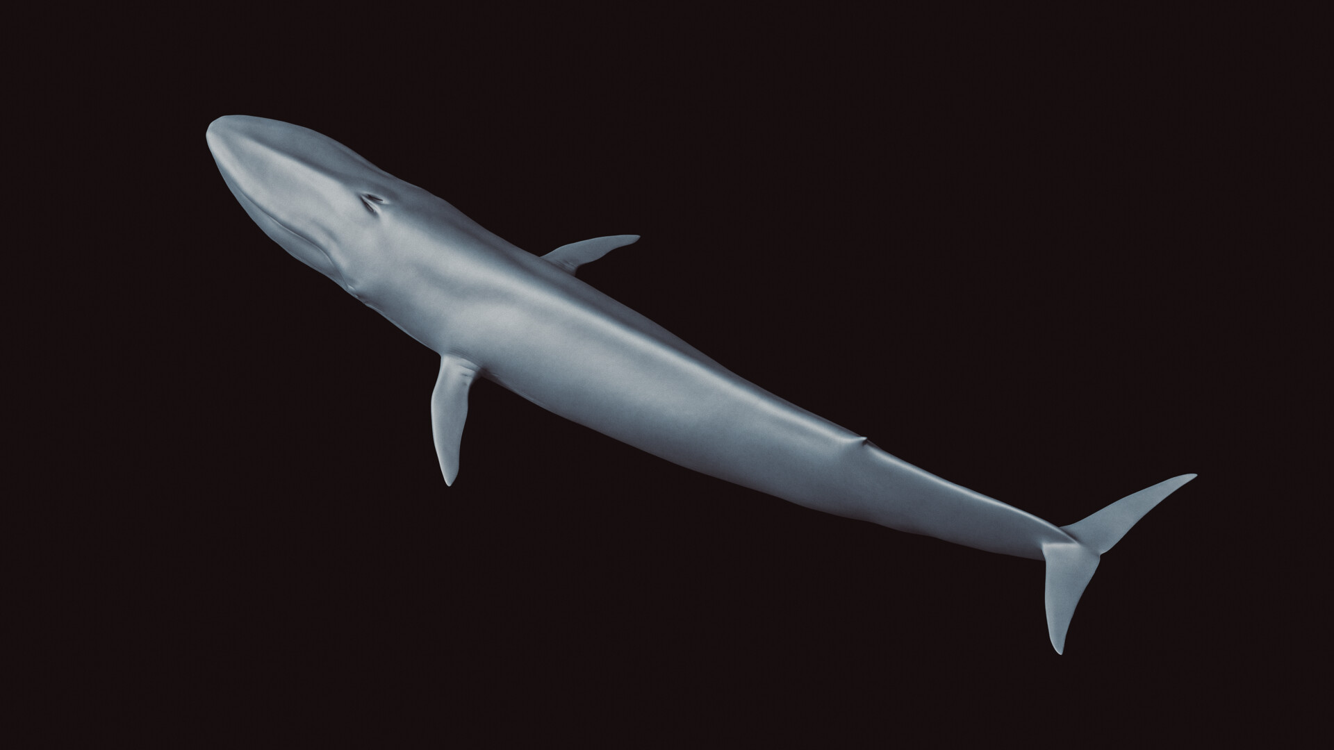 Johnson Martin - Blue Whale (Balaenoptera musculus)