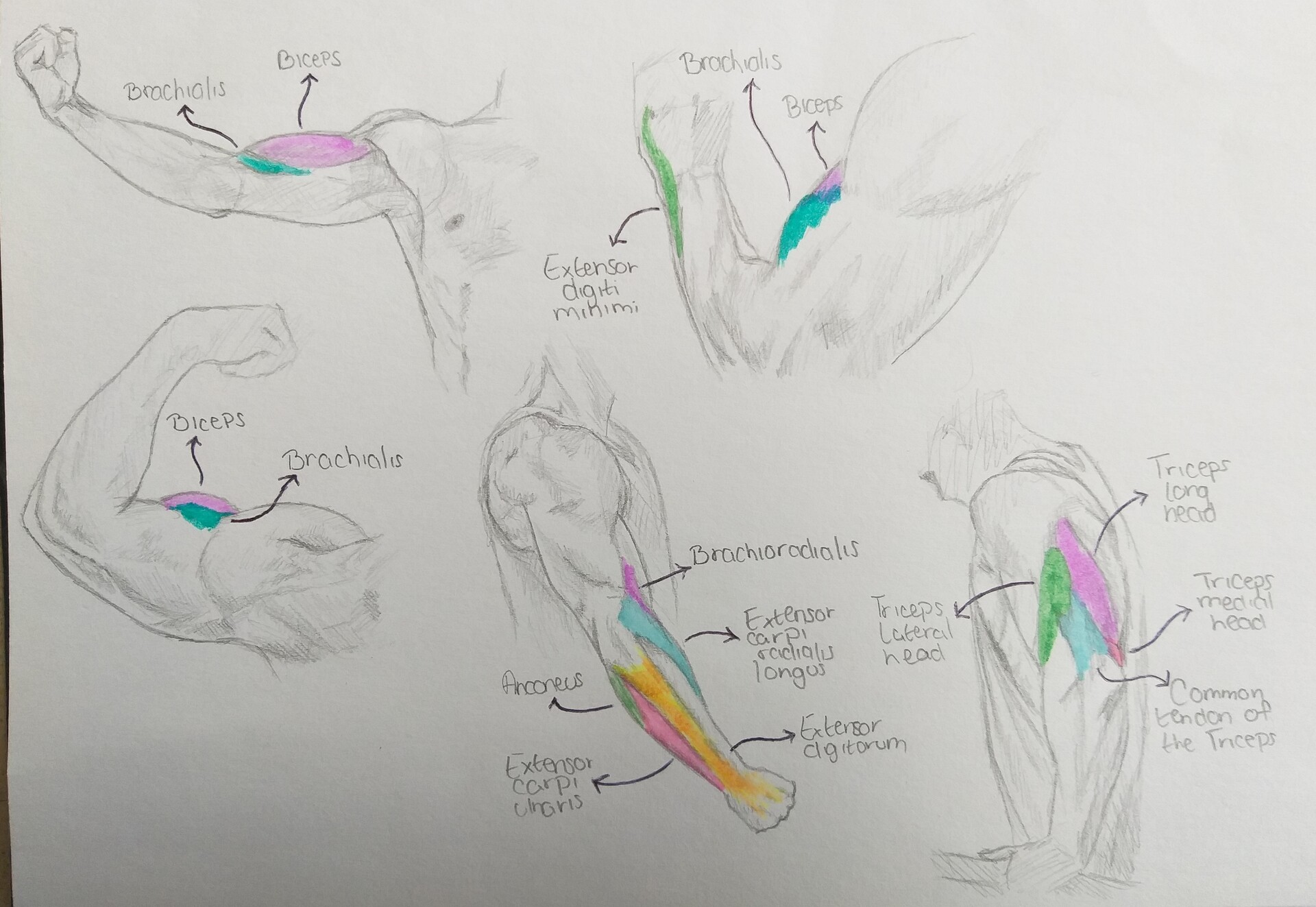 Dibujo De Referencia Del Brazo
