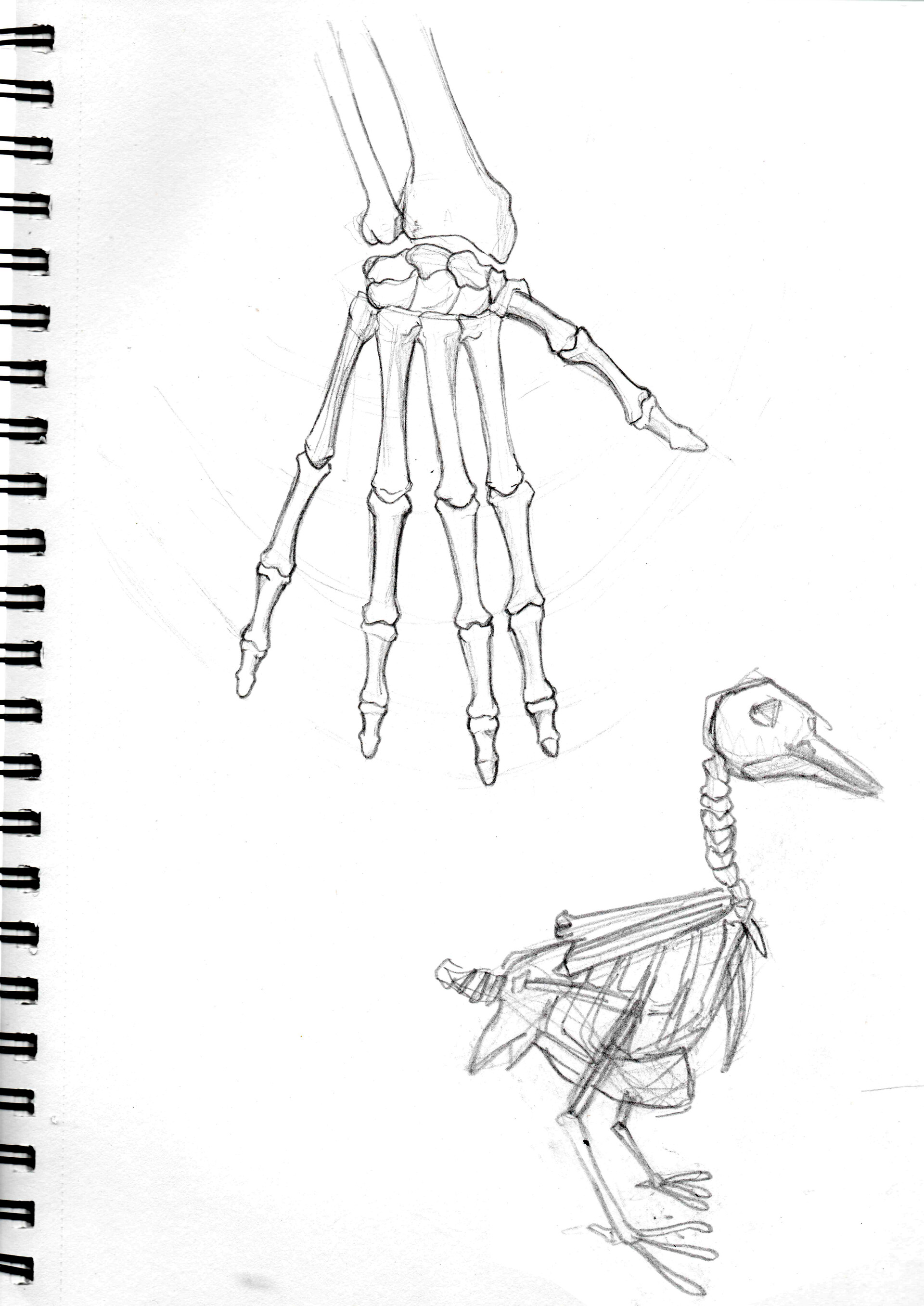 ArtStation - Skeletons