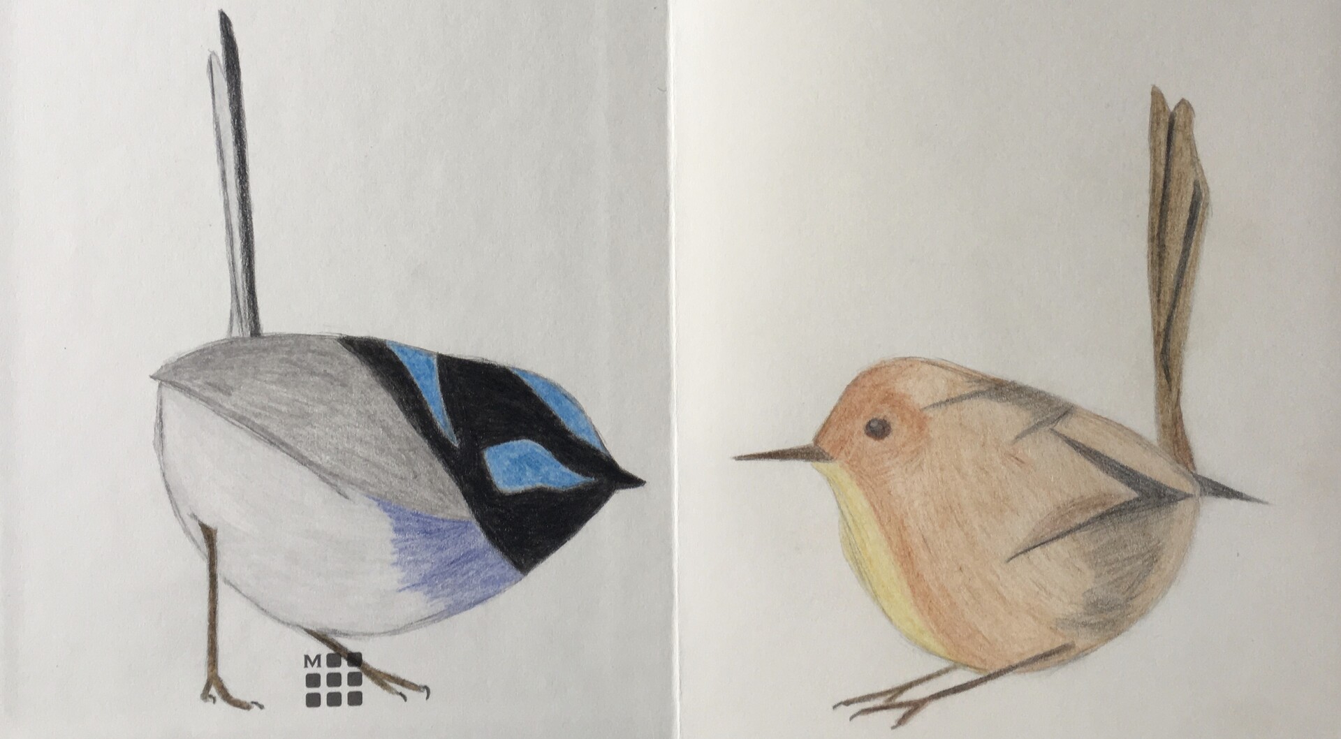 ArtStation - Fairy Wrens