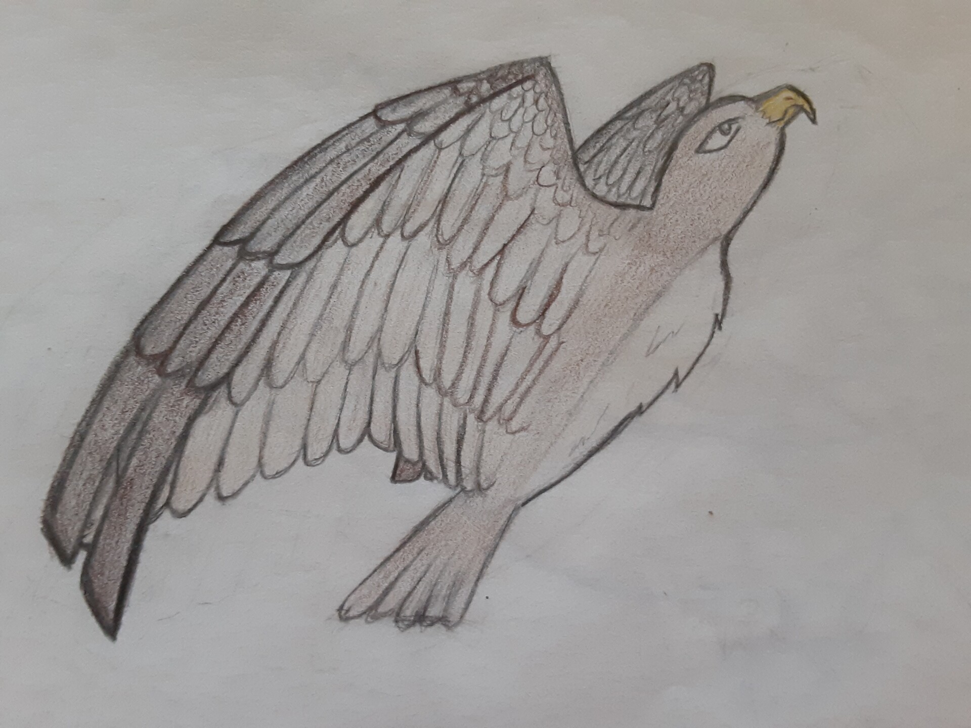 ArtStation - Stylized Bird